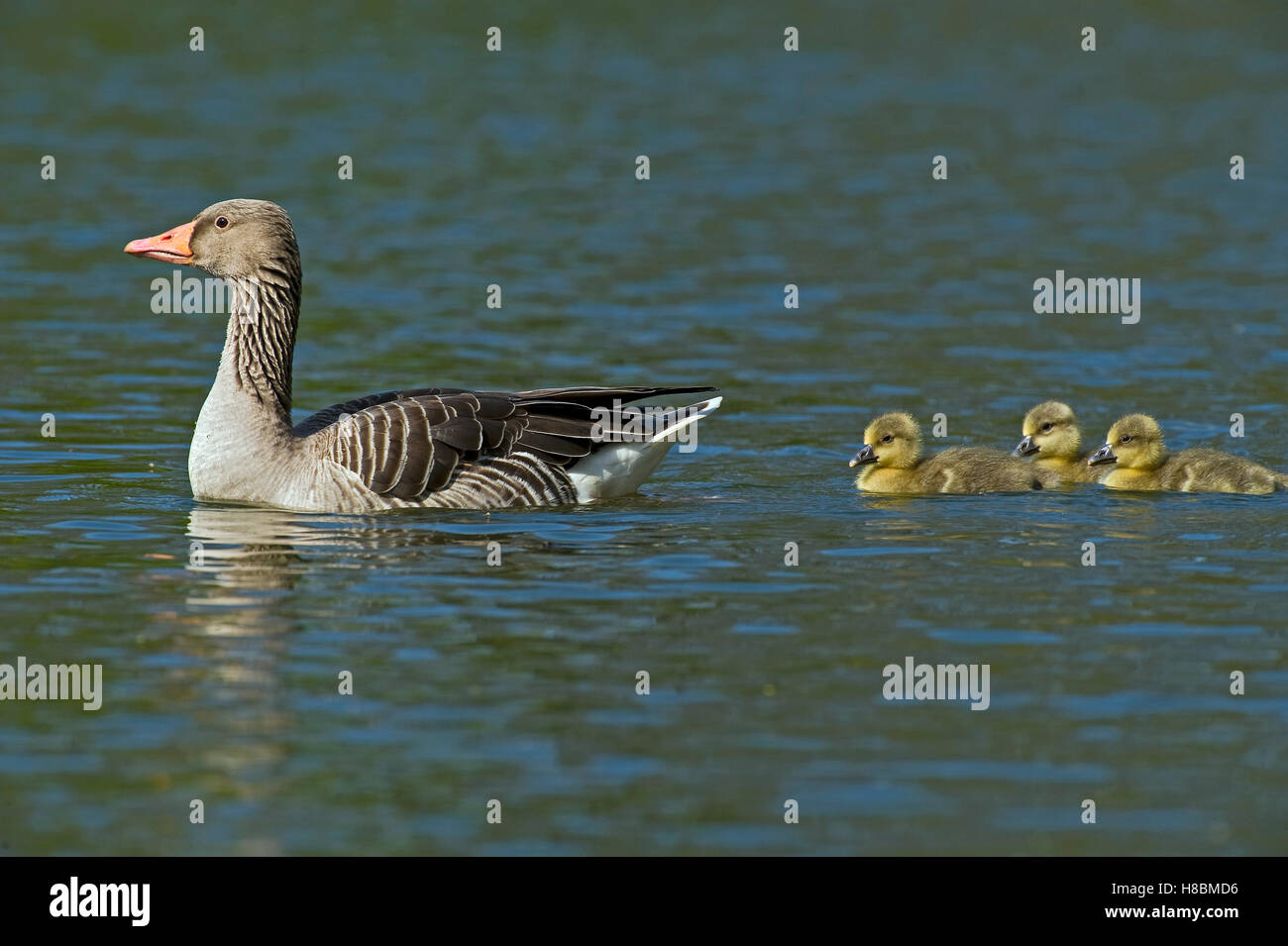 Greylag Goose (Anser anser) mosther with goslings swimming on lake ...