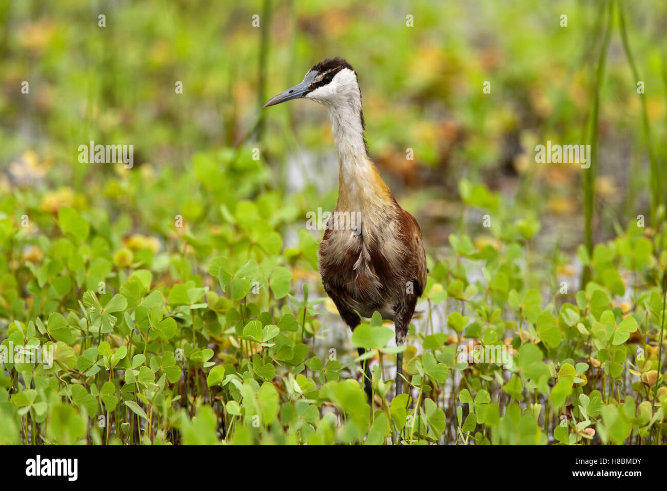 African Jacana (Actophilornis africanus) in swamp, Moremi Game Reserve ...