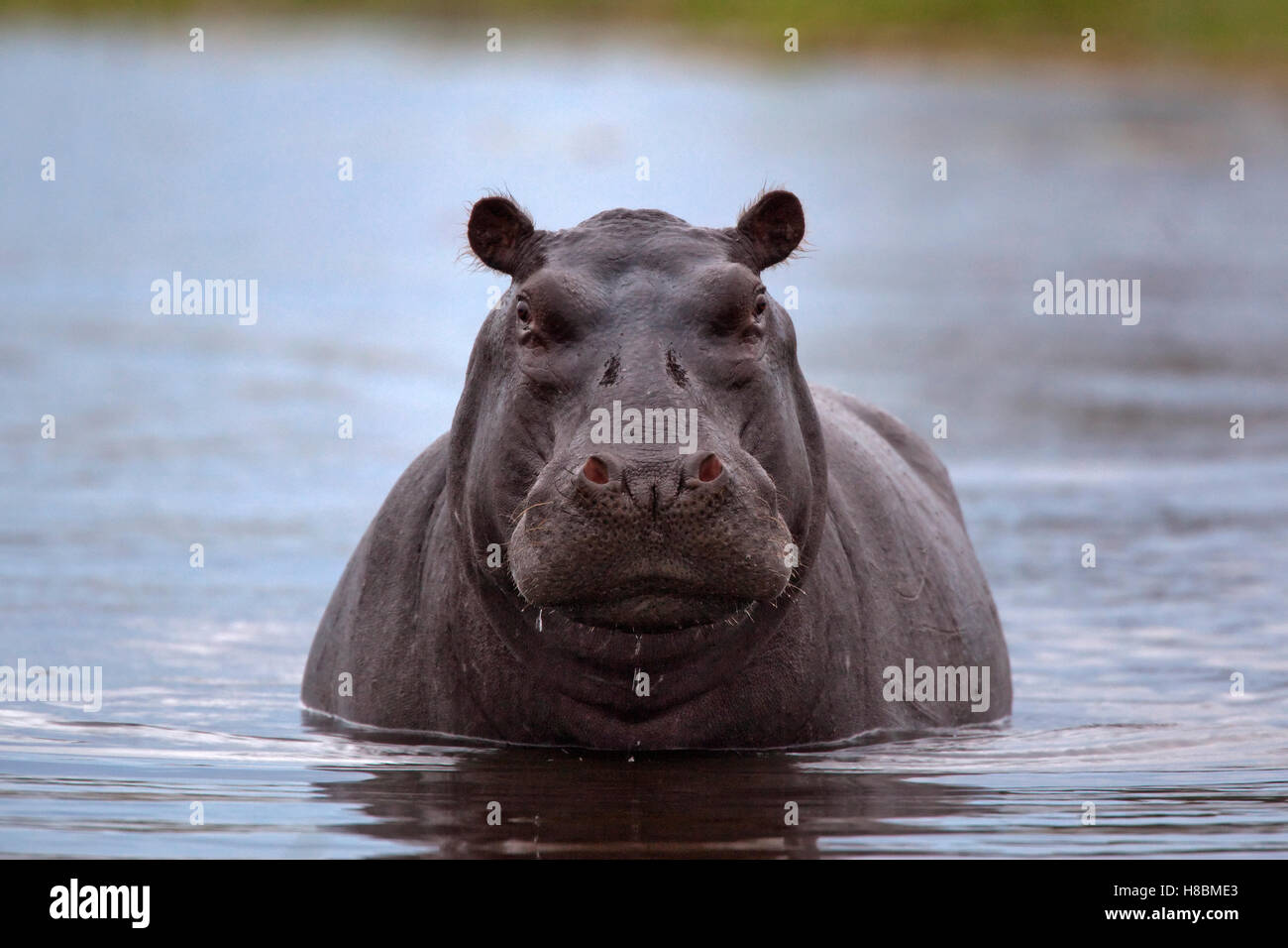 Hippopotamus (Hippopotamus amphibius) staring at the photographer ...