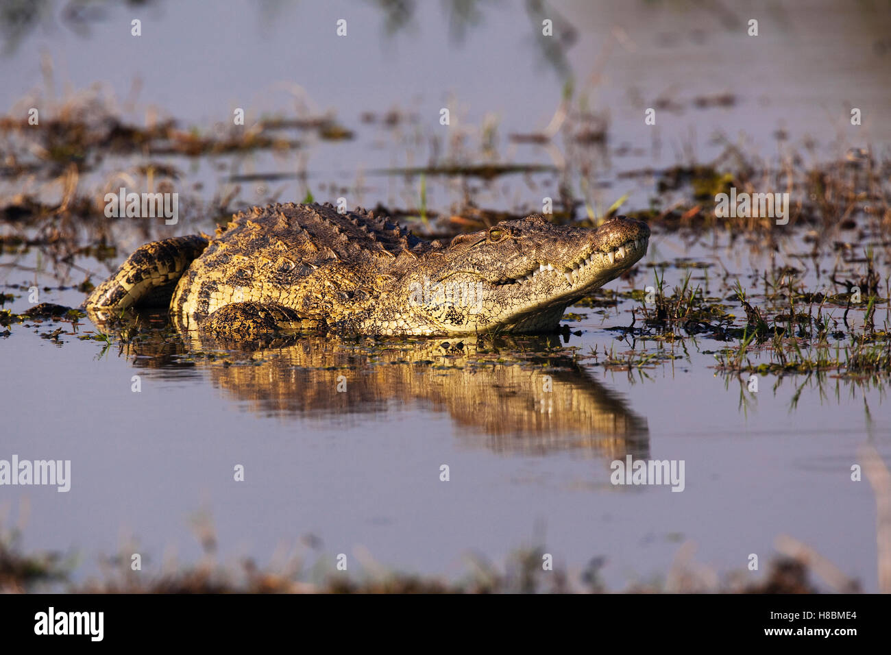 Nile Crocodile (Crocodylus niloticus) resting in swamp, Moremi Game ...