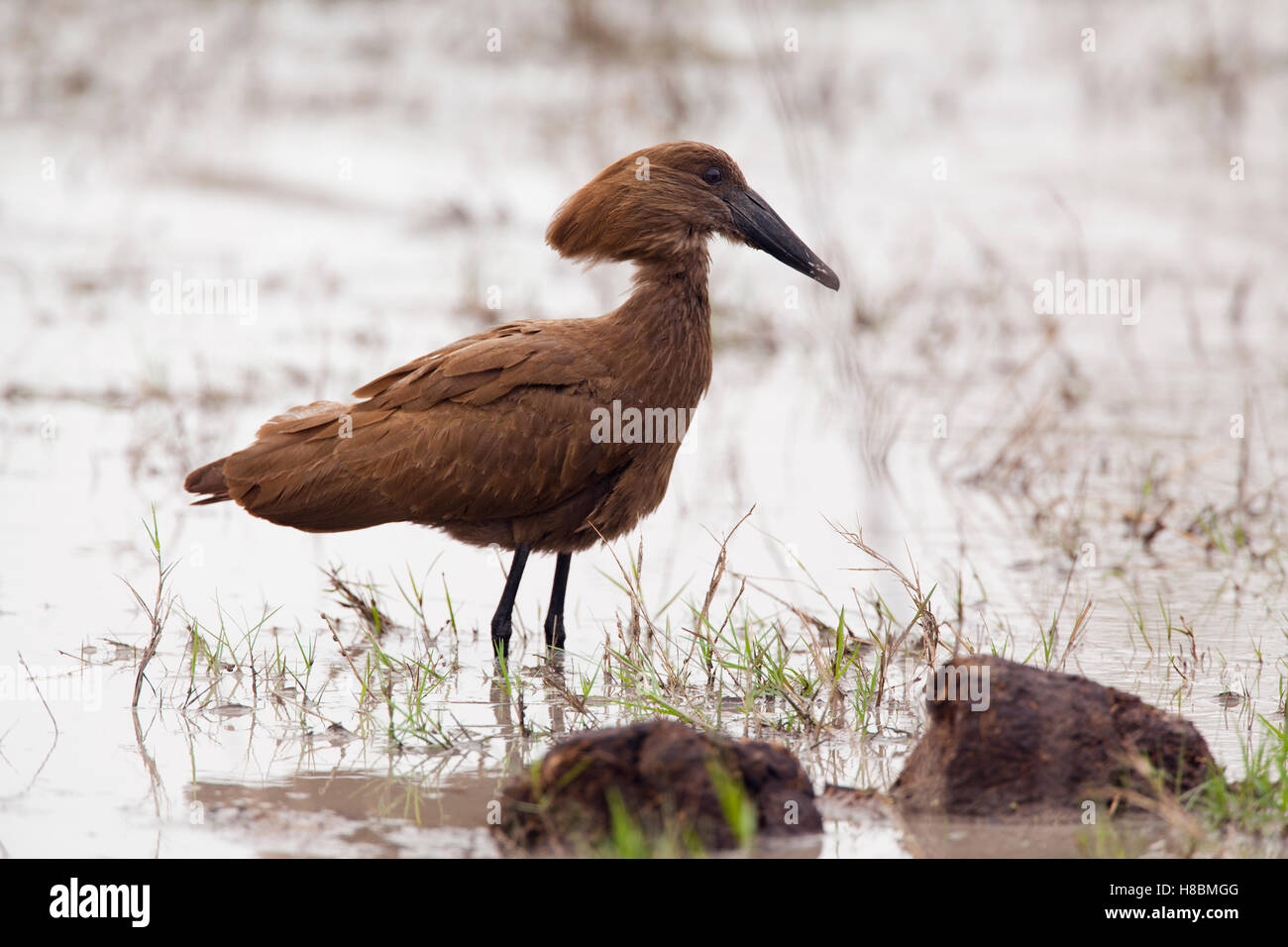 Hamerkop (Scopus umbretta) standing in a swamp, Moremi Game Reserve ...
