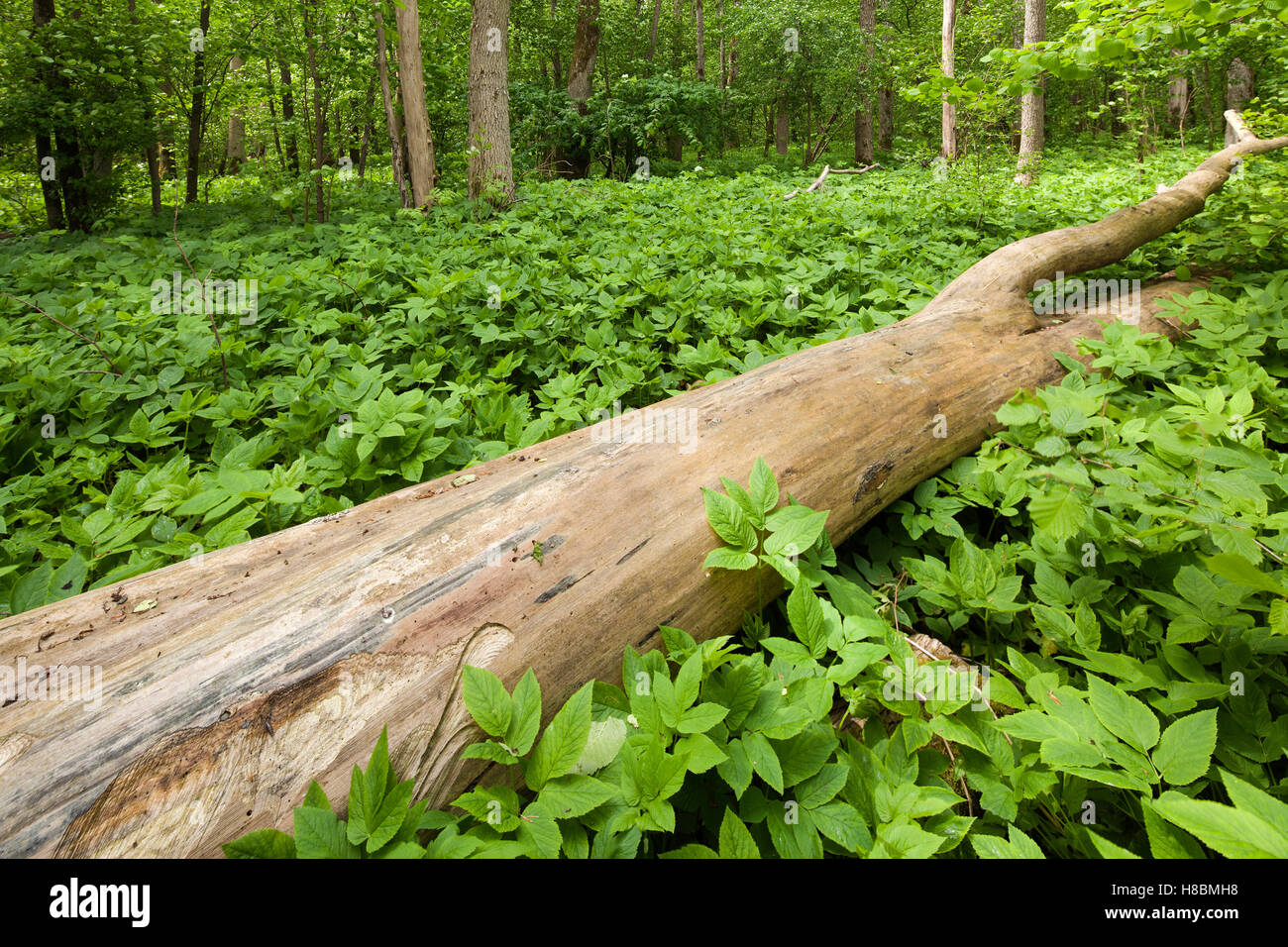 Deciduous forest with dead tree in spring, Dalby, Sweden Stock Photo ...