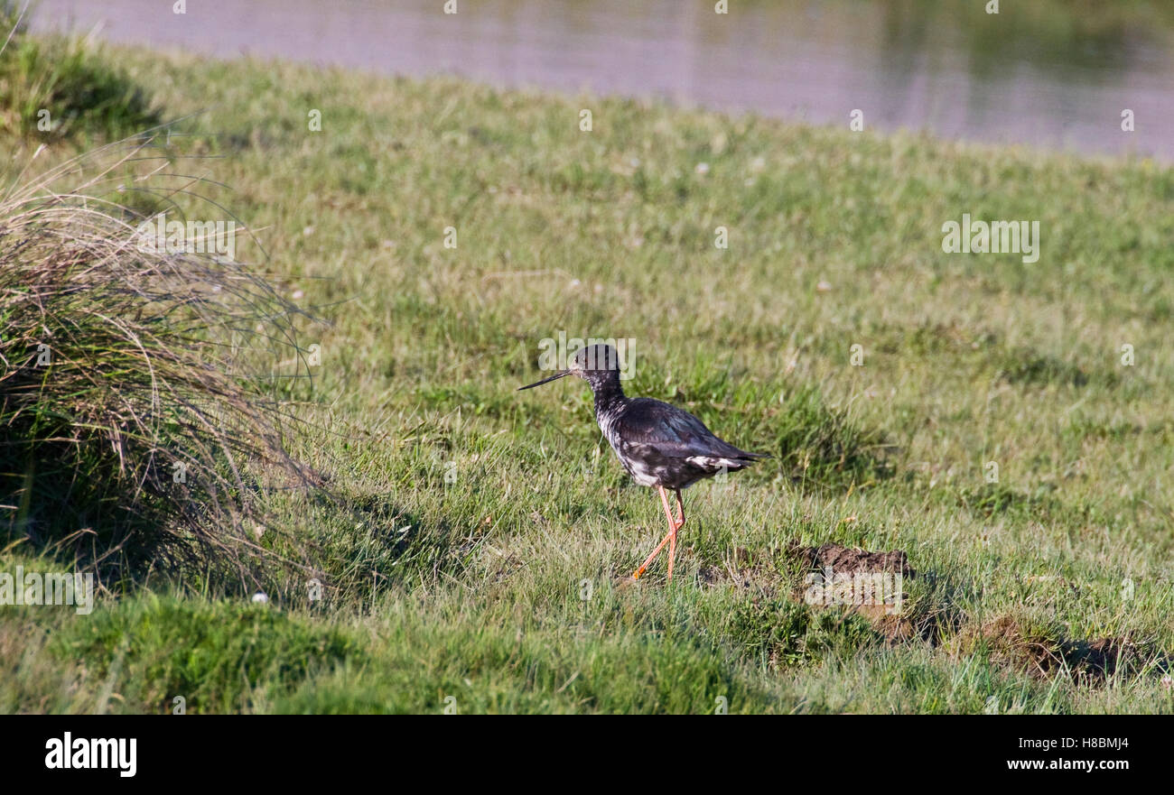 Black Stilt (Himantopus novaezelandiae) in wetland, MacKenzie Basin ...