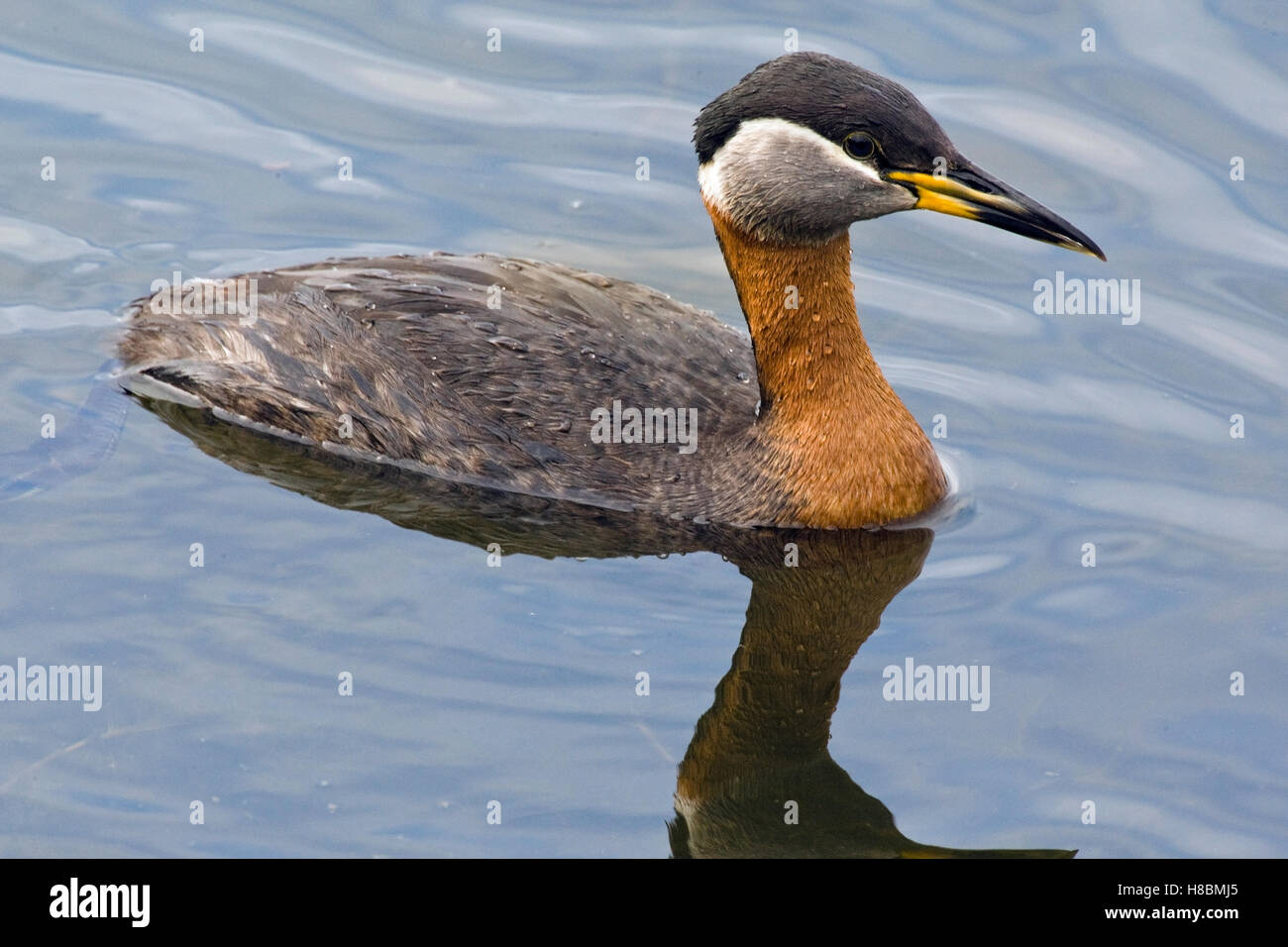 Red-necked Grebe (Podiceps grisegena) on the water, Alaska Stock Photo ...