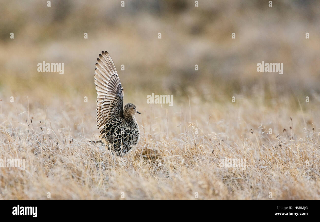 Buff-breasted Sandpiper (Tryngites subruficollis) male displaying ...
