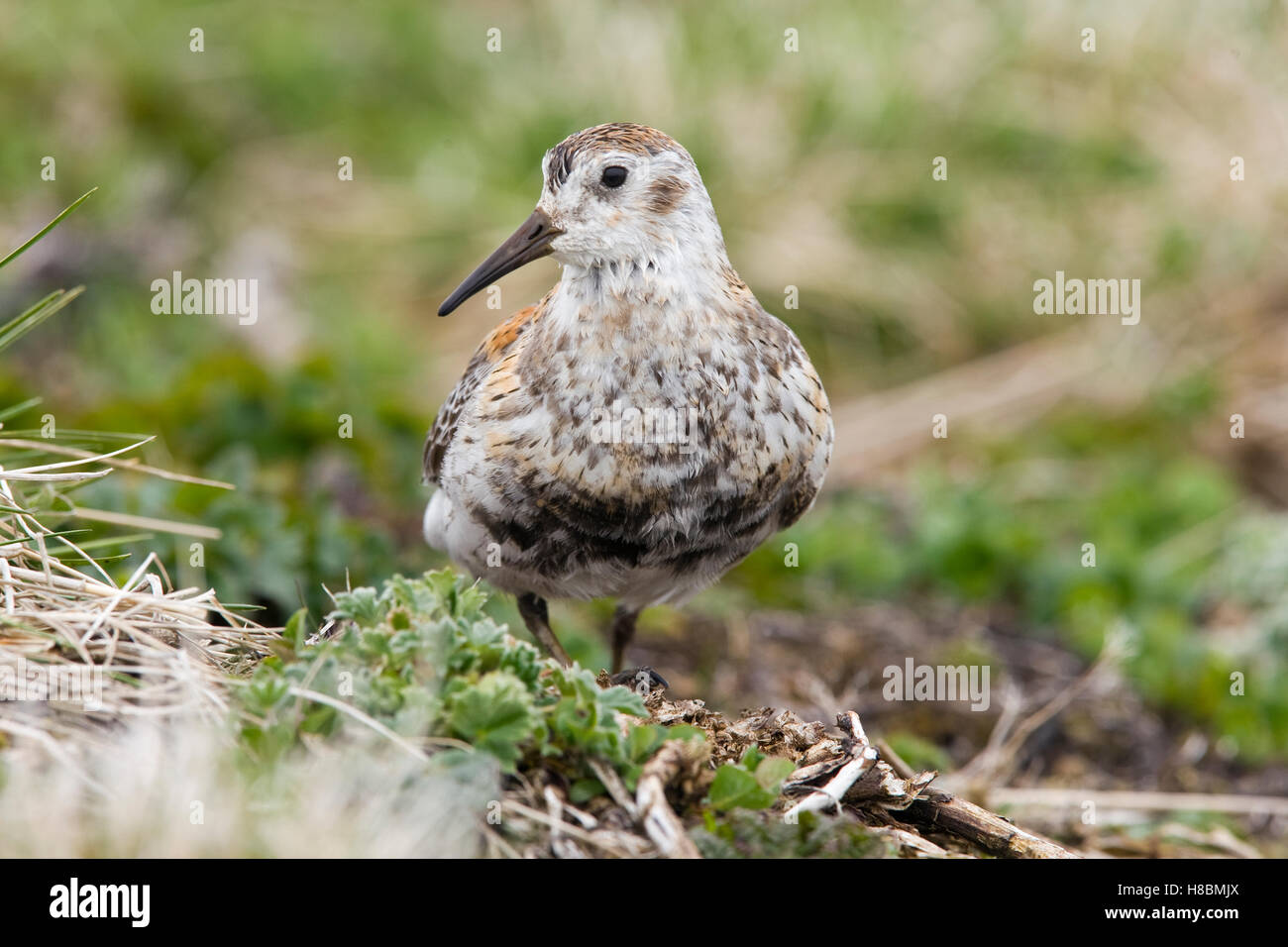 Rock Sandpiper (Calidris ptilocnemis) on the tundra, Alaska Stock Photo ...