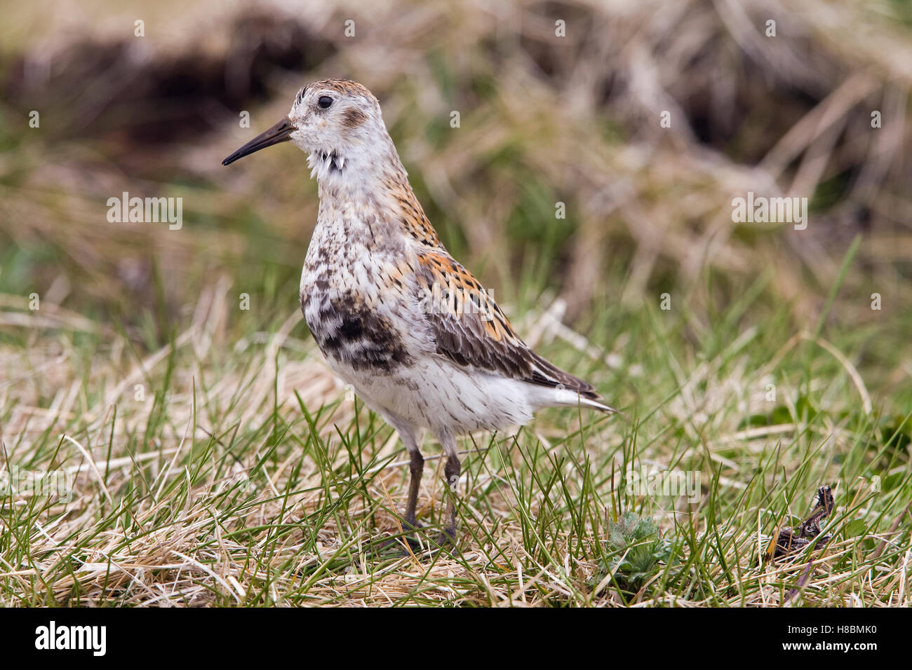 Rock Sandpiper (Calidris ptilocnemis) in tundra, Alaska Stock Photo - Alamy