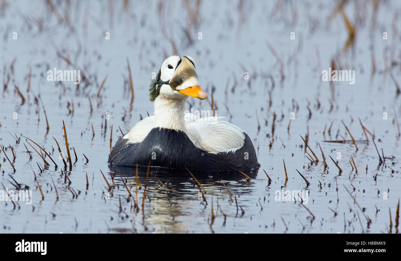 Spectacled Eider (Somateria fischeri) drake swimming in lake on tundra ...