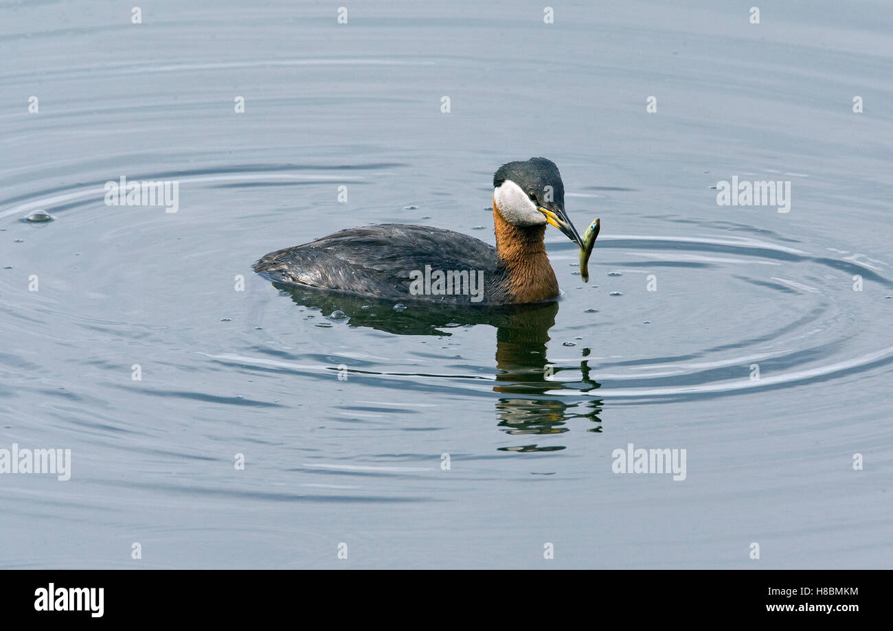 Red-necked Grebe (Podiceps grisegena) carrying fish prey, Alaska Stock ...