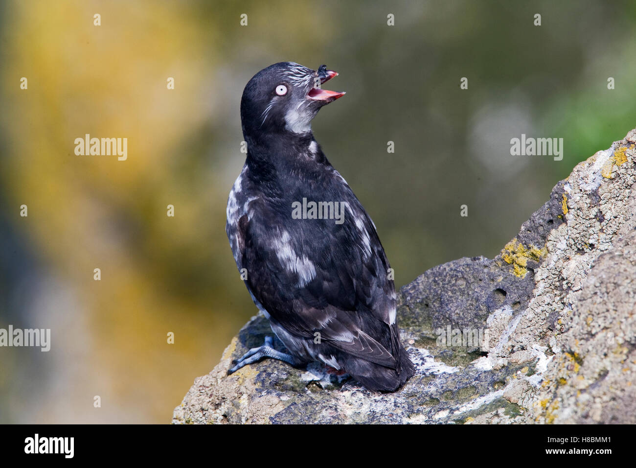 Least Auklet (Aethia pusilla) calling on cliff ledge, Pribilof Islands ...