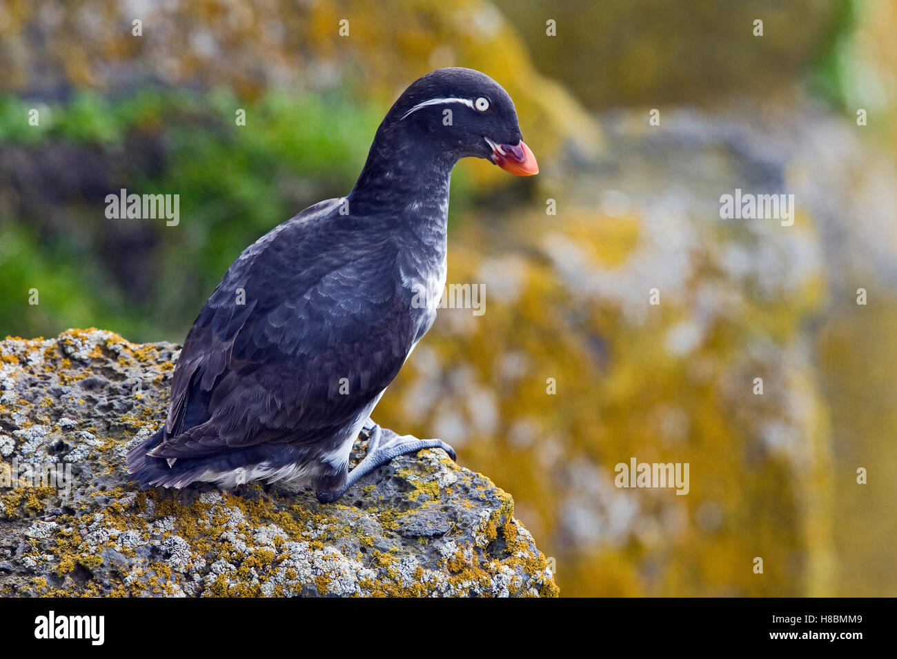 Parakeet Auklet (Cyclorrhynchus psittacula) on cliff, Pribilof Islands ...
