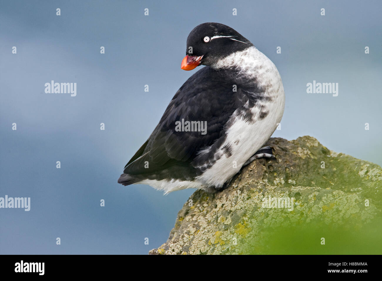 Parakeet Auklet (Cyclorrhynchus psittacula) on ledge, Pribilof Islands ...
