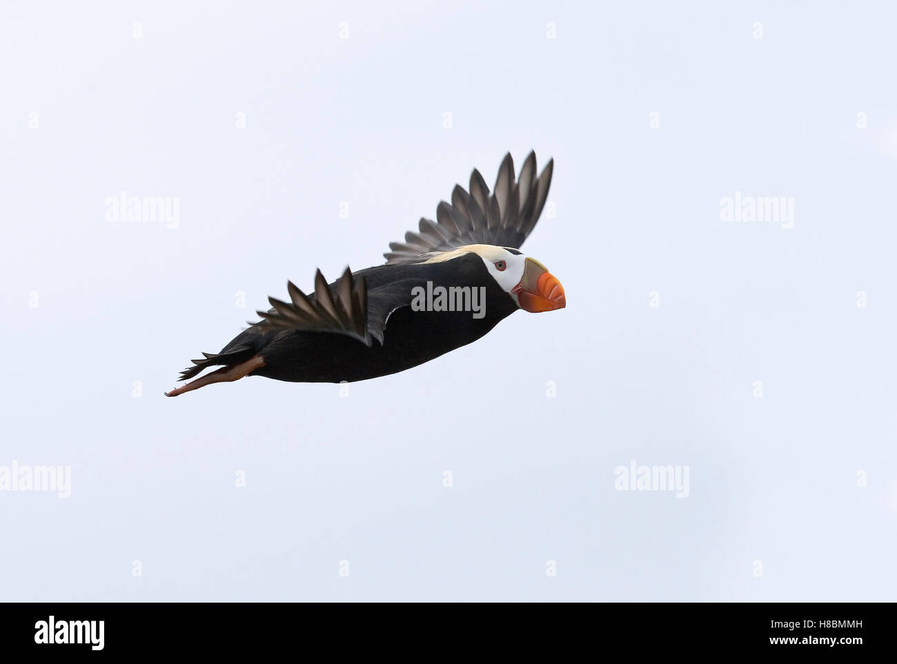 Tufted Puffin (Fratercula cirrhata) flying, Pribilof Islands, Alaska ...