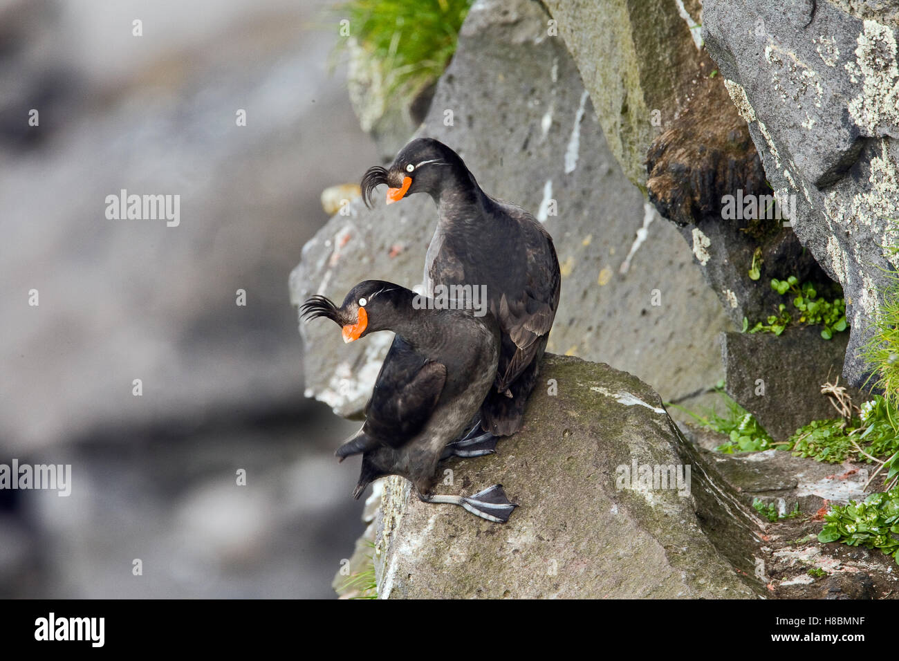 Crested Auklet (Aethia cristatella) pair on ledge, Pribilof Islands ...