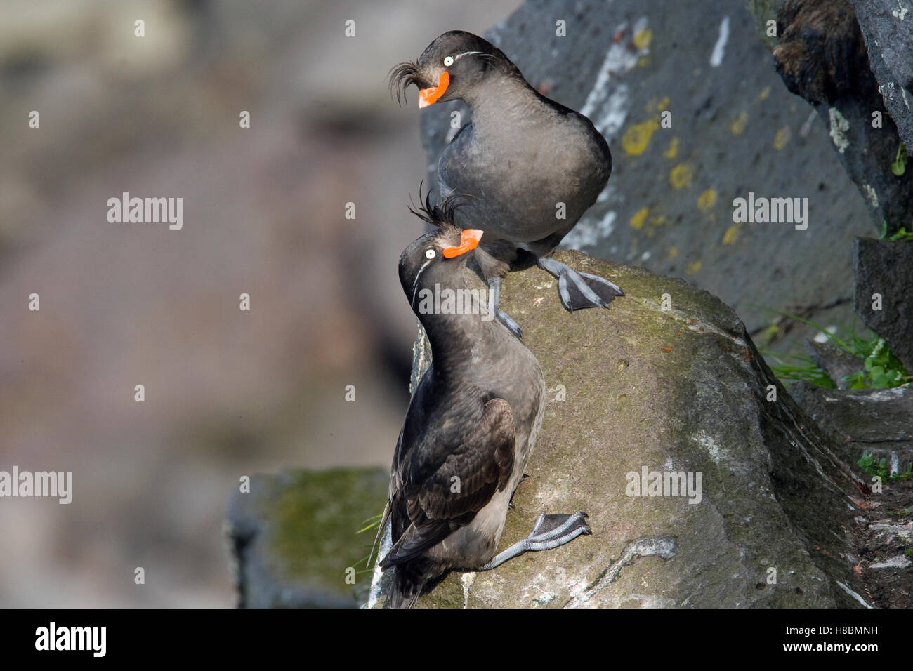 Crested Auklet (Aethia cristatella) pair on cliff ledge, Pribilof ...