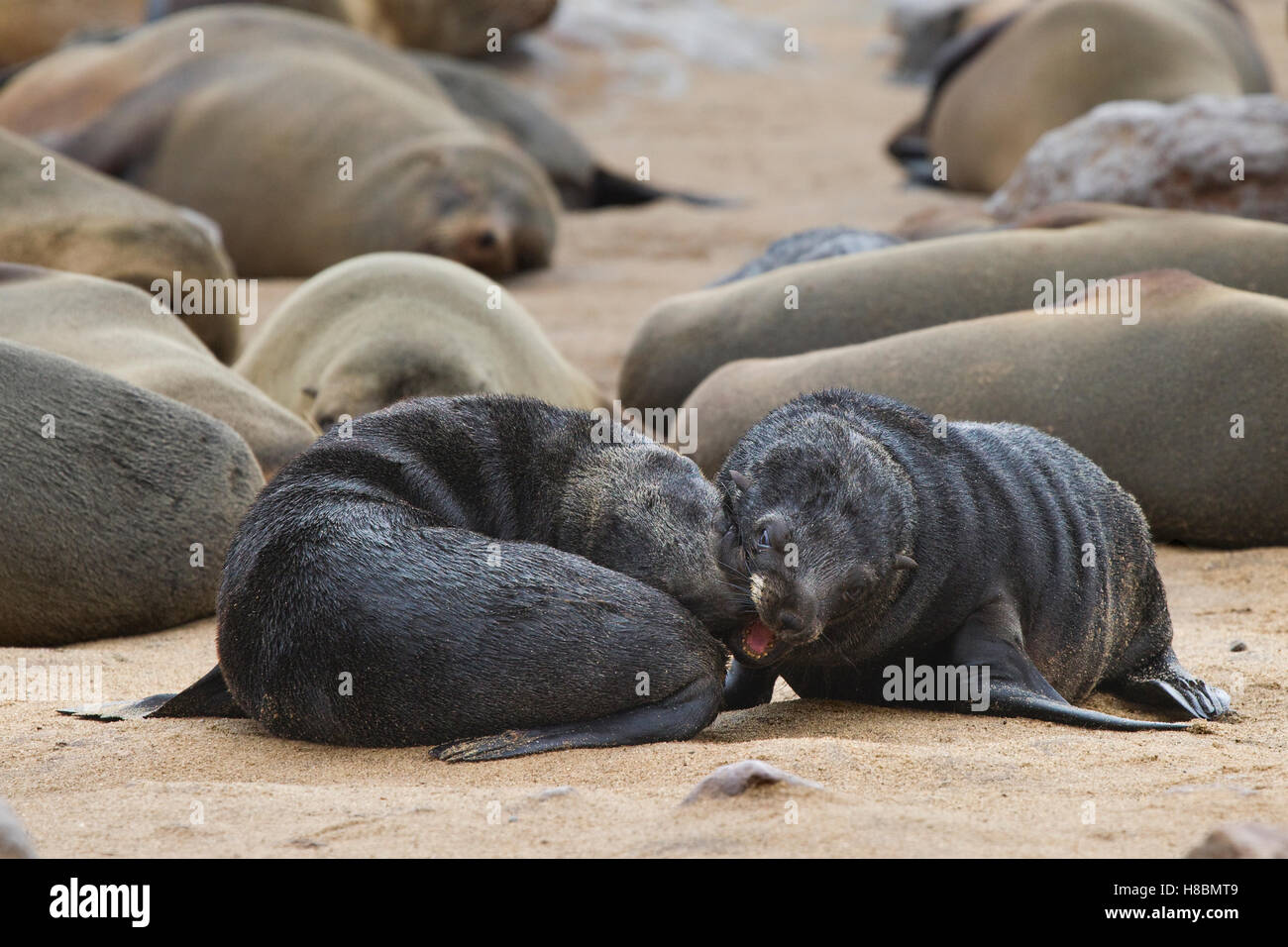Cape Fur Seal (Arctocephalus pusillus) fighting, Cape Cross, Skeleton ...