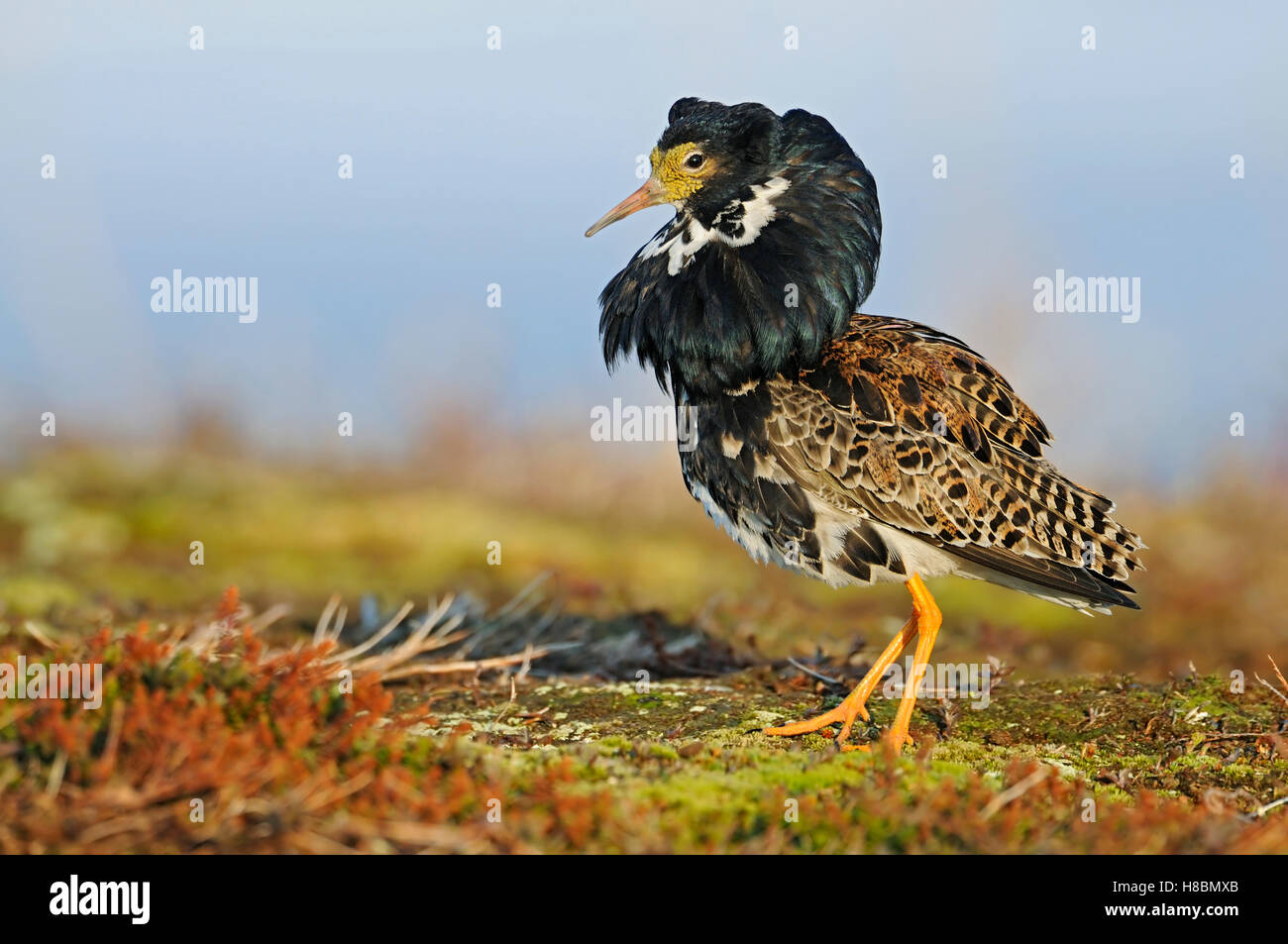 Ruff (Philomachus pugnax) male at a lek, Varanger, Norway Stock Photo ...