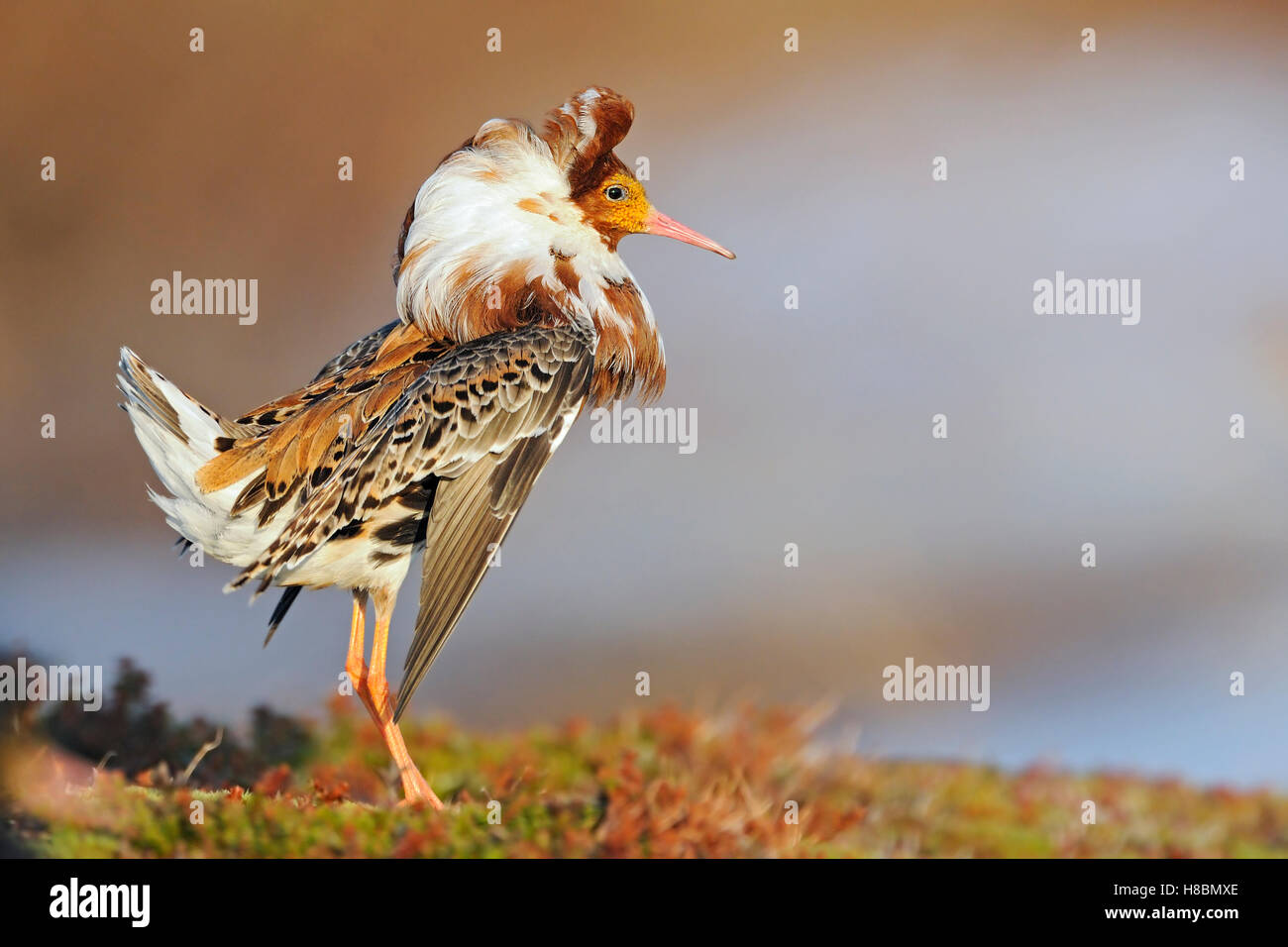 Ruff (Philomachus pugnax) male at a lek, Varanger, Norway Stock Photo ...