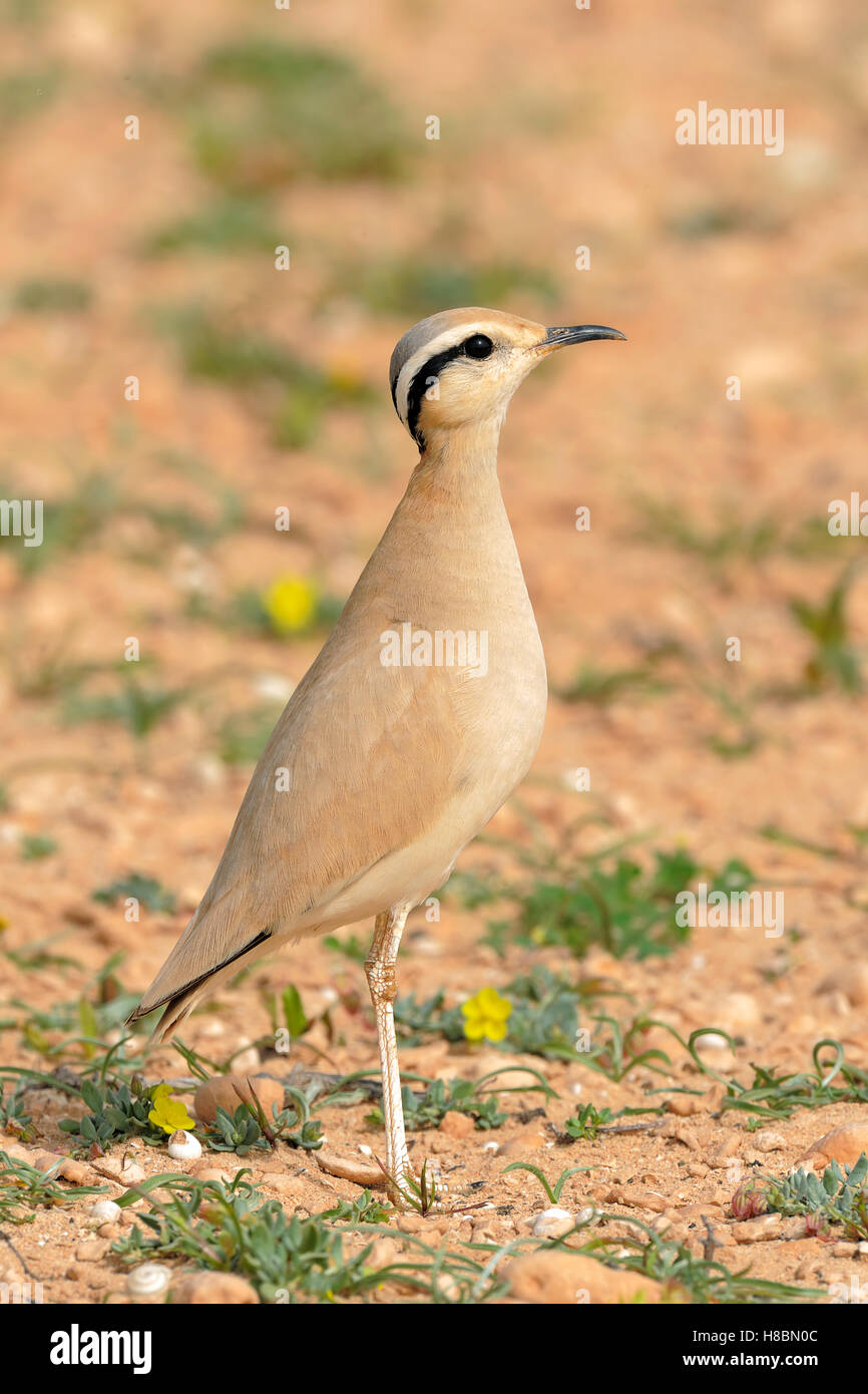 Cream-colored Courser (Cursorius cursor), Jandia Nature Reserve ...