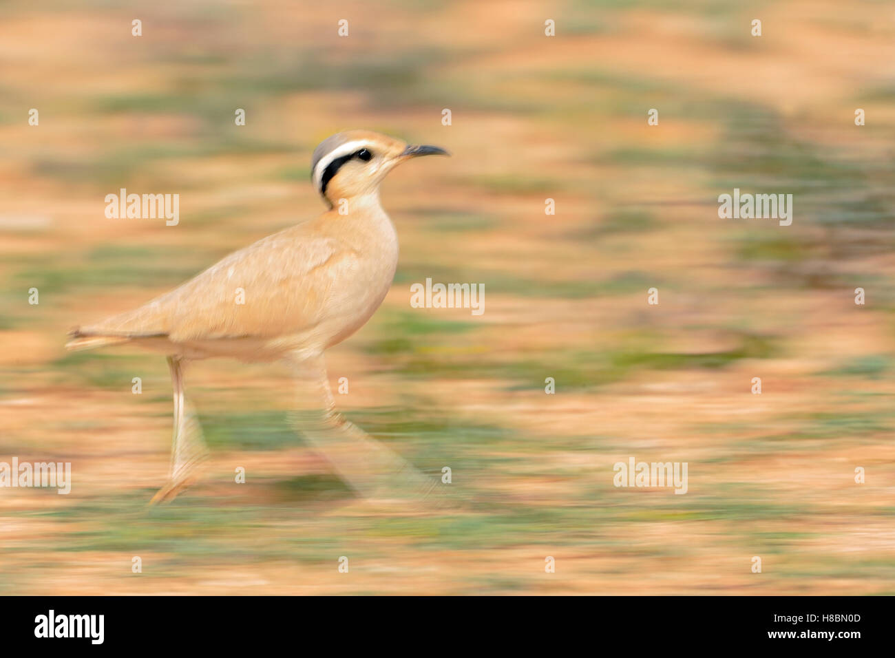 Cream-colored Courser (Cursorius cursor) running, Jandia Nature Reserve ...