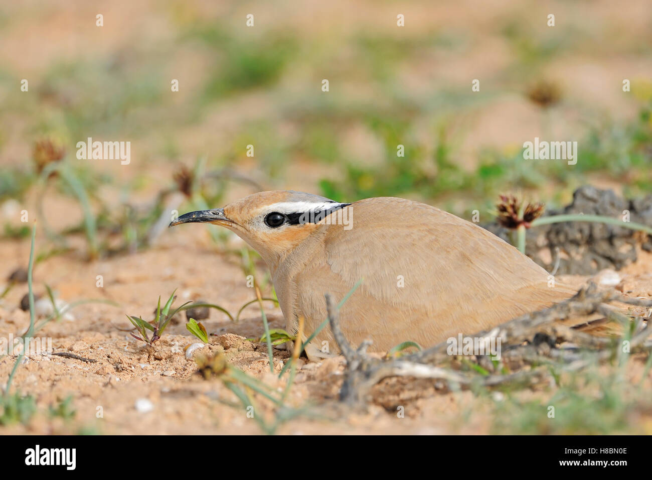 Cream-colored Courser (Cursorius cursor) incubating nest, El Jable ...