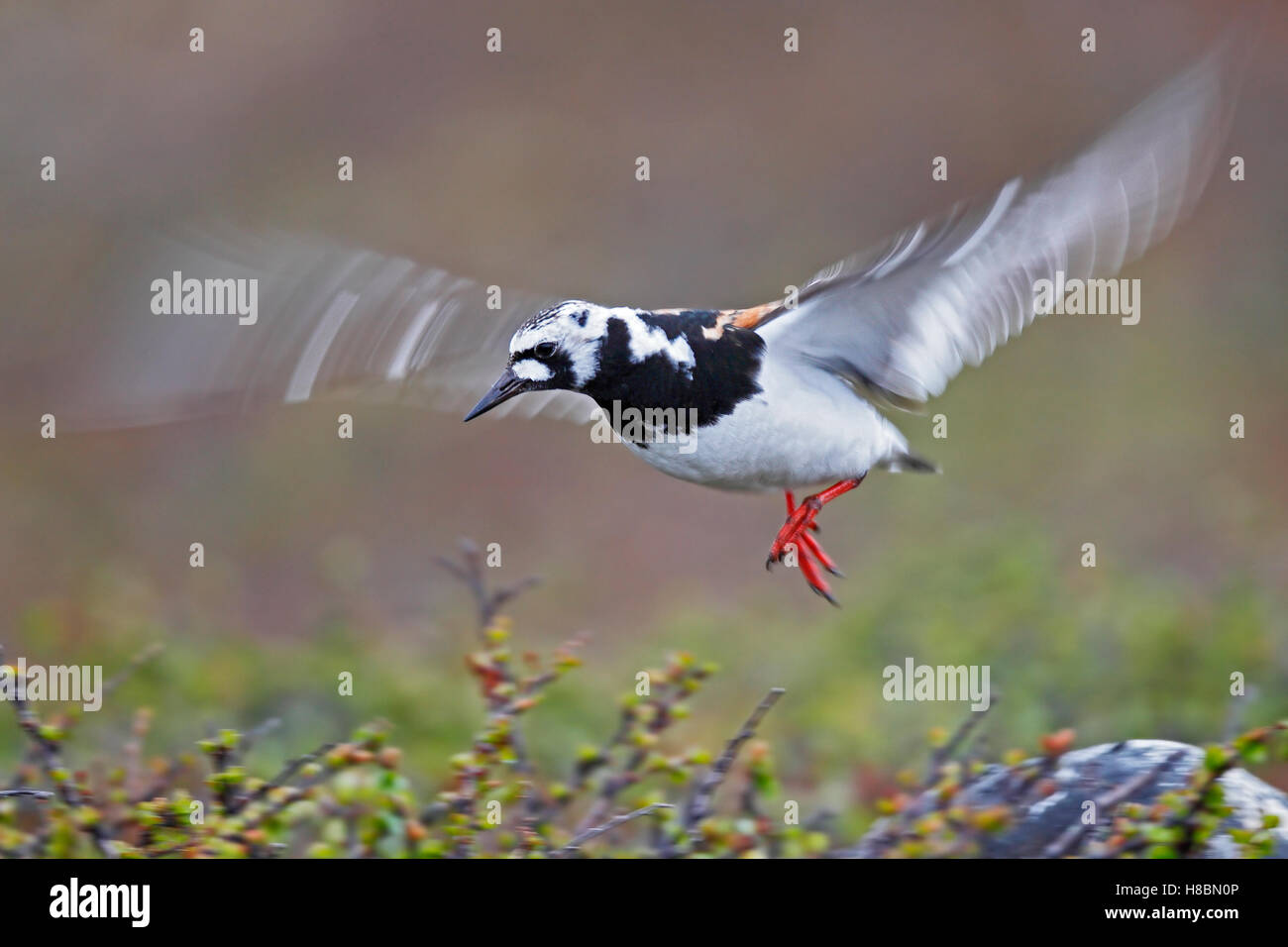 Ruddy Turnstone (Arenaria interpres) taking flight, Varanger, Norway ...