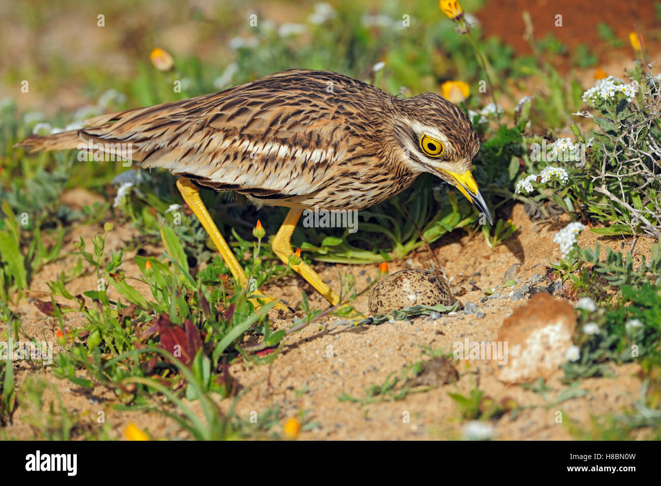 Eurasian Thick-knee (Burhinus oedicnemus) and egg at nest, El Jable ...