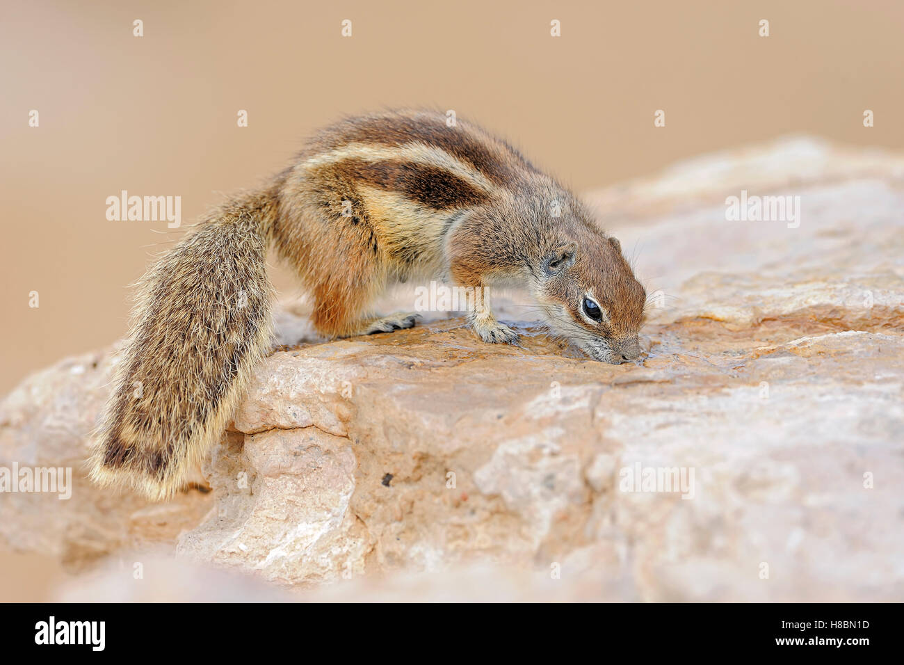 Barbary Ground Squirrel (Atlantoxerus getulus) on a rock, drinking ...