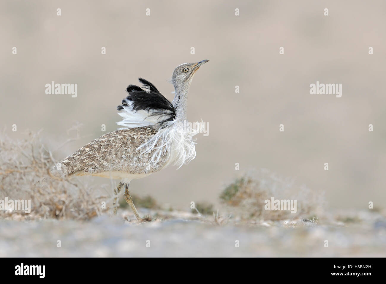 Houbara Bustard (Chlamydotis undulata) male displaying in semi-desert ...
