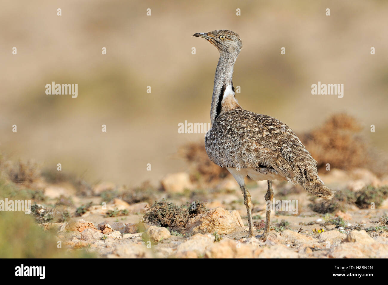 Houbara Bustard (Chlamydotis undulata) male in semi-desert ...