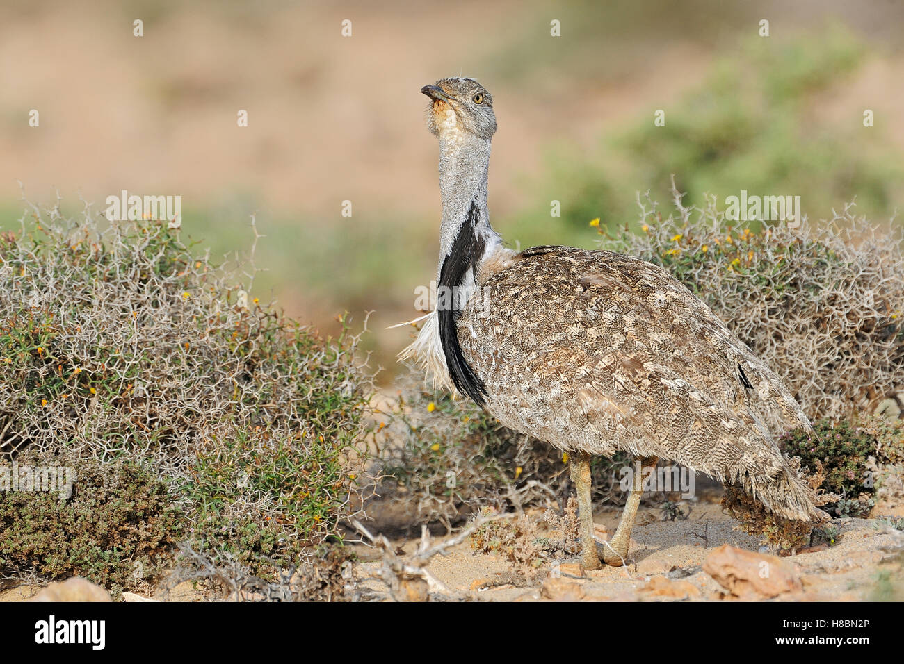 Houbara Bustard (Chlamydotis undulata) male, Fuerteventura, Canary ...