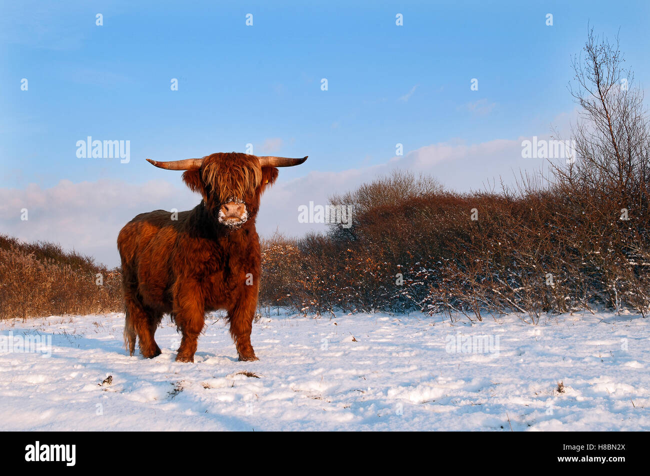 Highland Cattle (Bos taurus) in winter, Lauwersmeer, Groningen ...