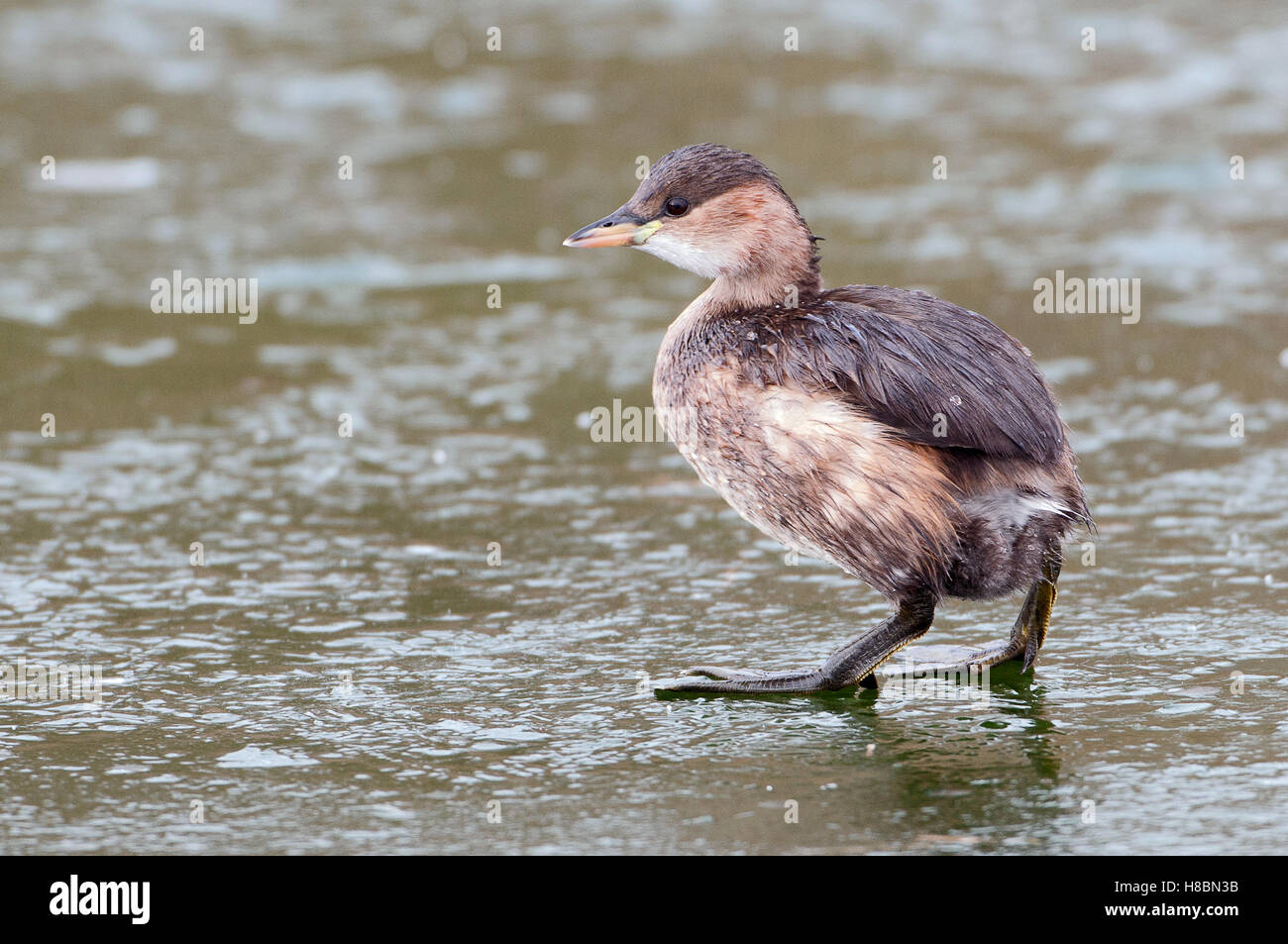 Little Grebe (Tachybaptus ruficollis) walking on ice, Vogelenzang ... Little Grebe (Tachybaptus ruficollis) walking on ice, Vogelenzang ...