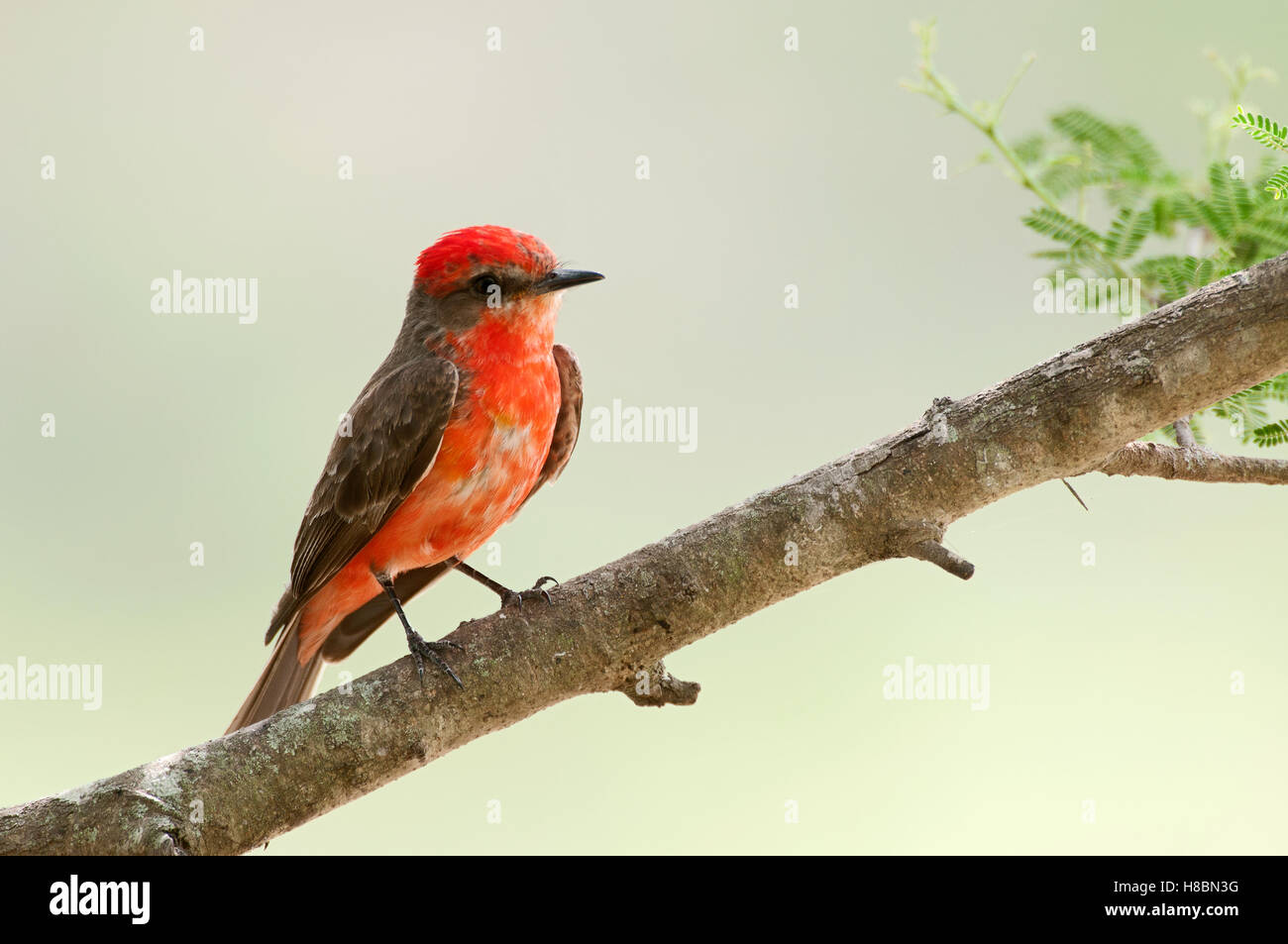 Vermilion Flycatcher (Pyrocephalus rubinus) male, Texas Stock Photo - Alamy