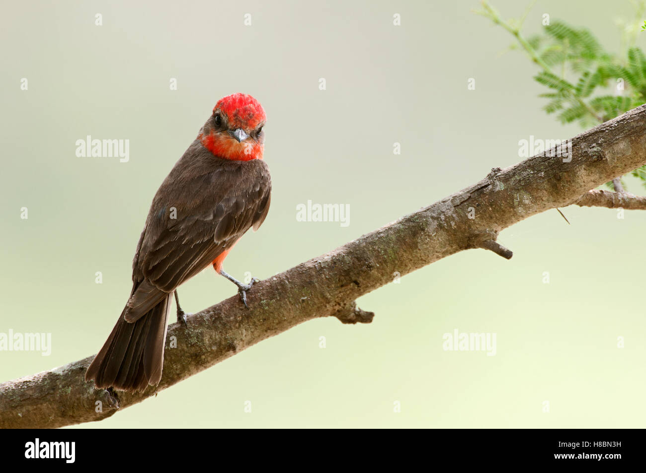 Vermilion Flycatcher (Pyrocephalus rubinus) male, Texas Stock Photo - Alamy