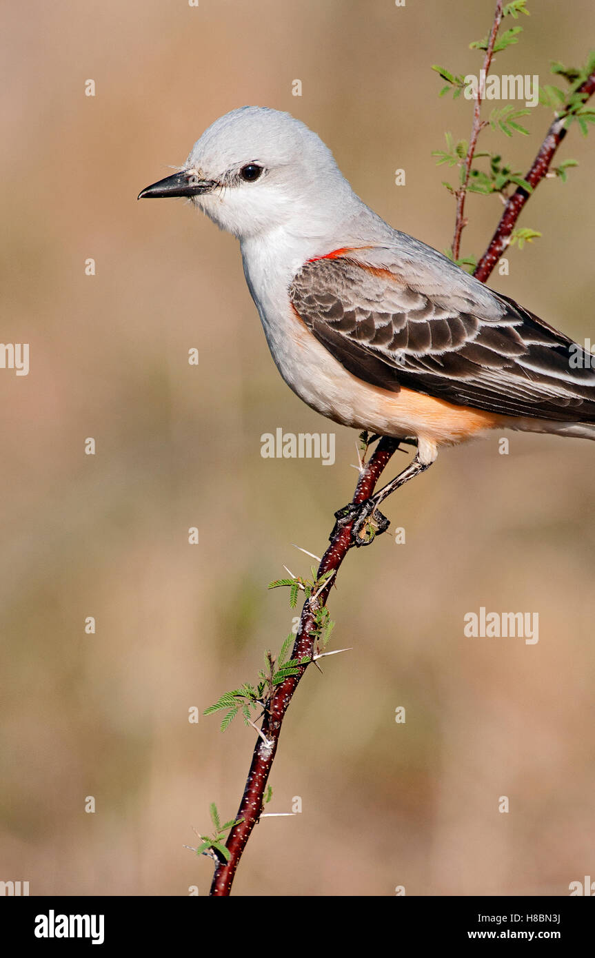 Scissor-tailed Flycatcher (Tyrannus forficatus), Texas Stock Photo - Alamy