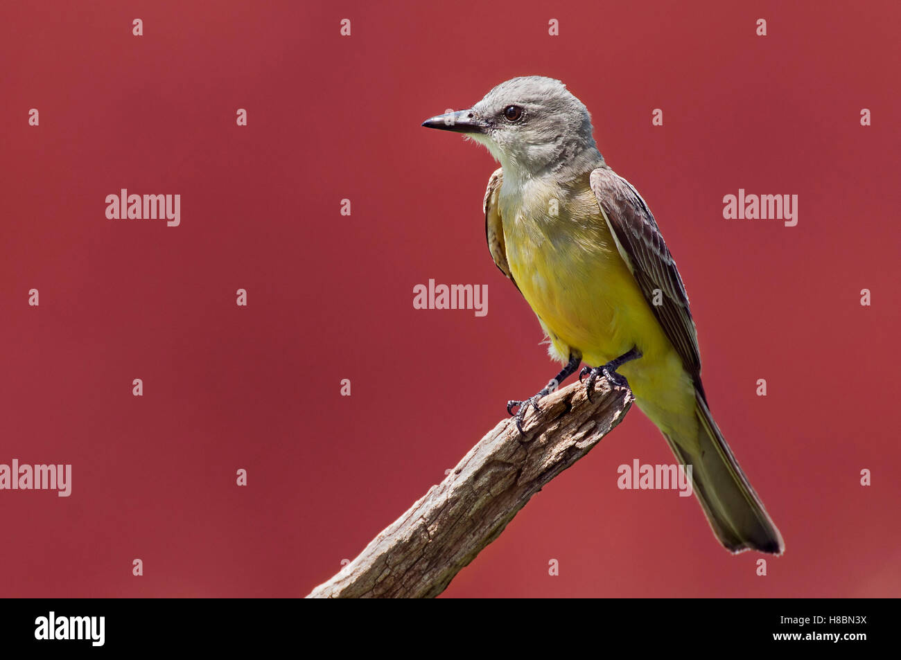 Couch's Kingbird (Tyrannus couchii), Texas Stock Photo - Alamy