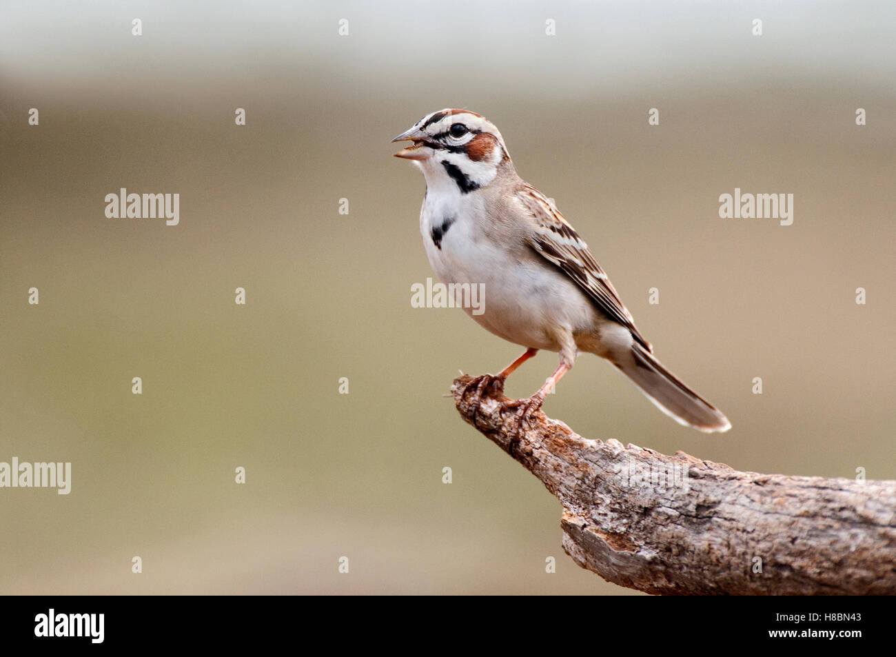 Lark Sparrow (Chondestes grammacus) singing, San Diego, Texas Stock ...
