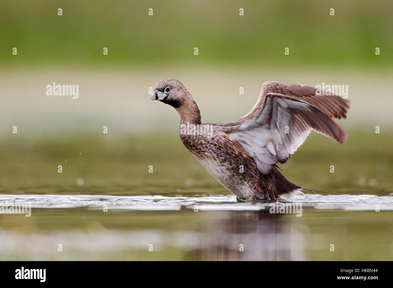 Pied-billed Grebe (Podilymbus podiceps) flapping wings, Texas Stock ...