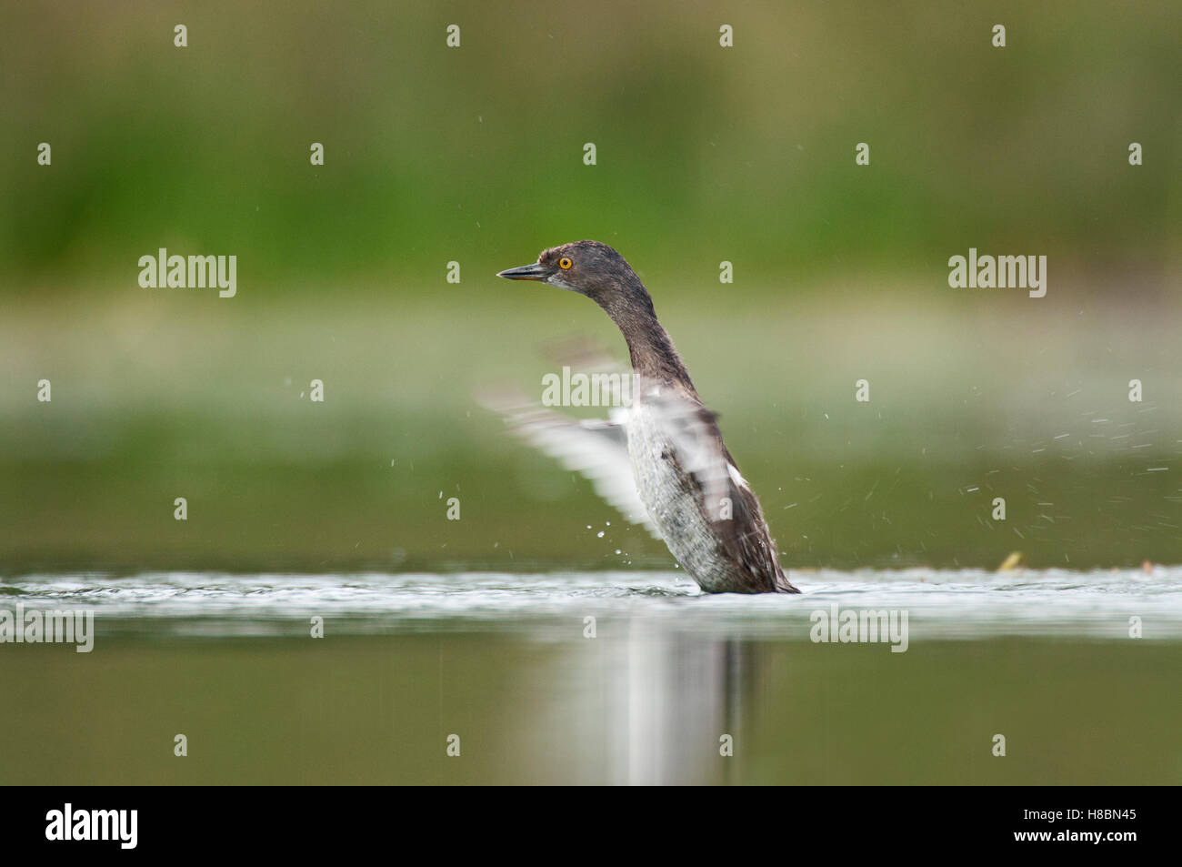 Least Grebe (Tachybaptus dominicus) flapping wings, Texas Stock Photo ...