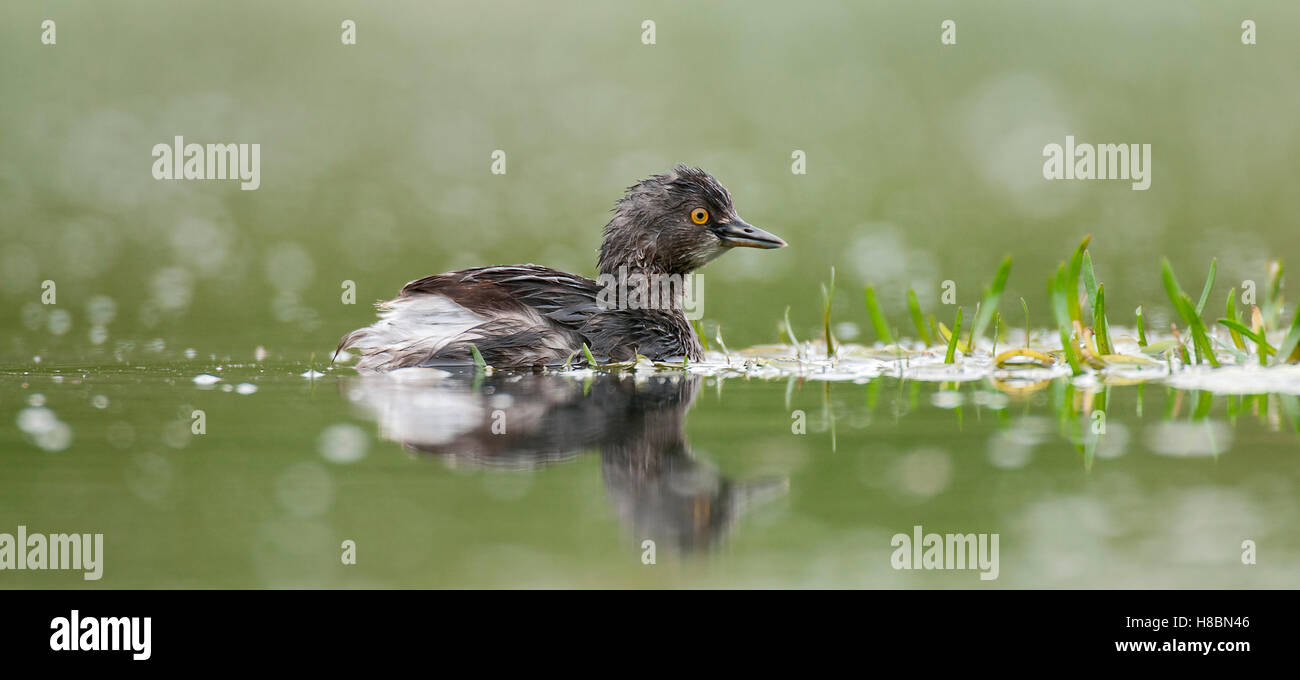 Least Grebe (Tachybaptus dominicus) in the water, San Diego, Texas ...