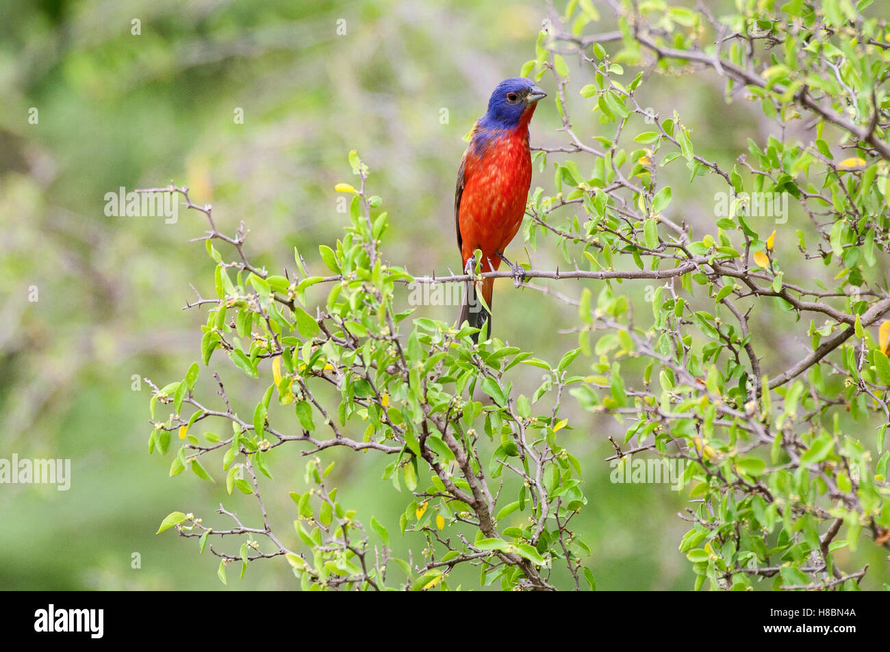 Painted Bunting (Passerina ciris), Texas Stock Photo - Alamy