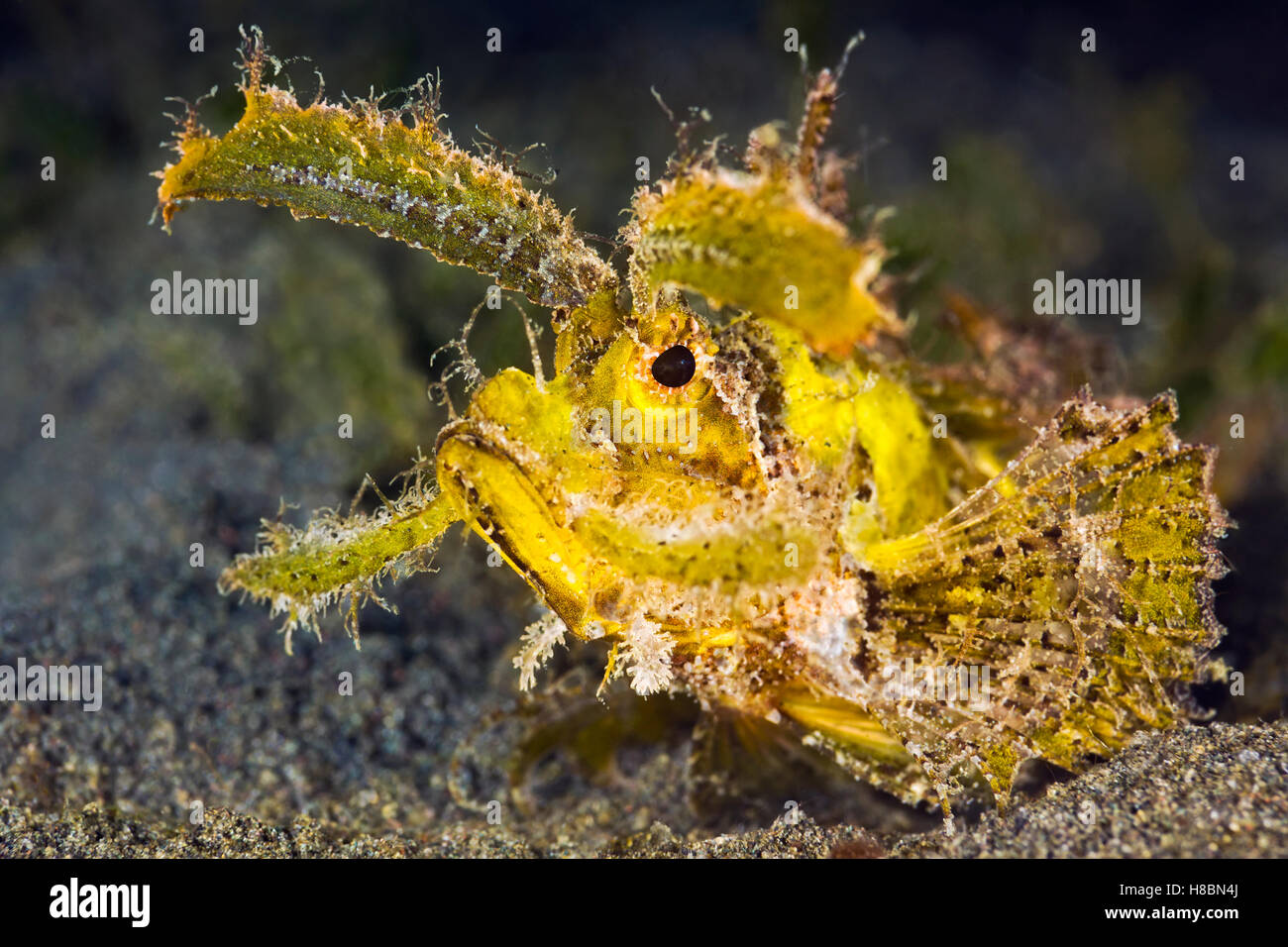 Ambon Scorpionfish (Pteroidichthys amboinensis), Lembeh Strait ...