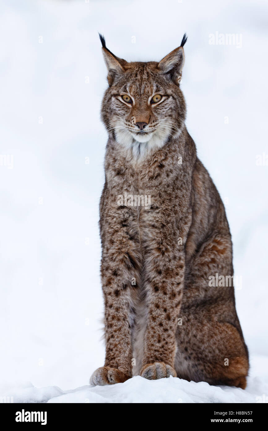 Eurasian Lynx (Lynx lynx) in snow, Germany Stock Photo - Alamy