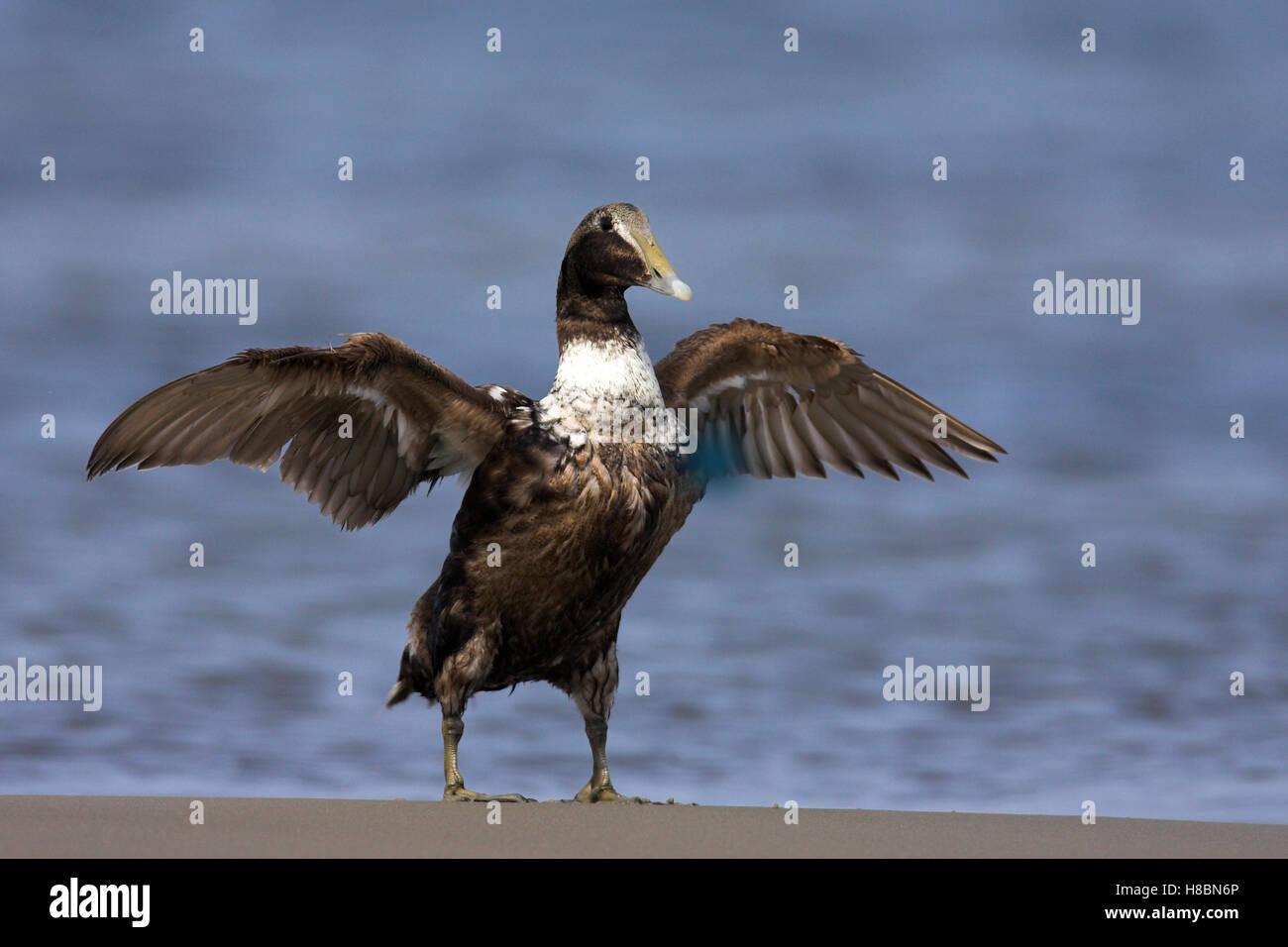 Common Eider (Somateria mollissima) male flapping wings, Texel, Noord-Holland, Netherlands Stock ...