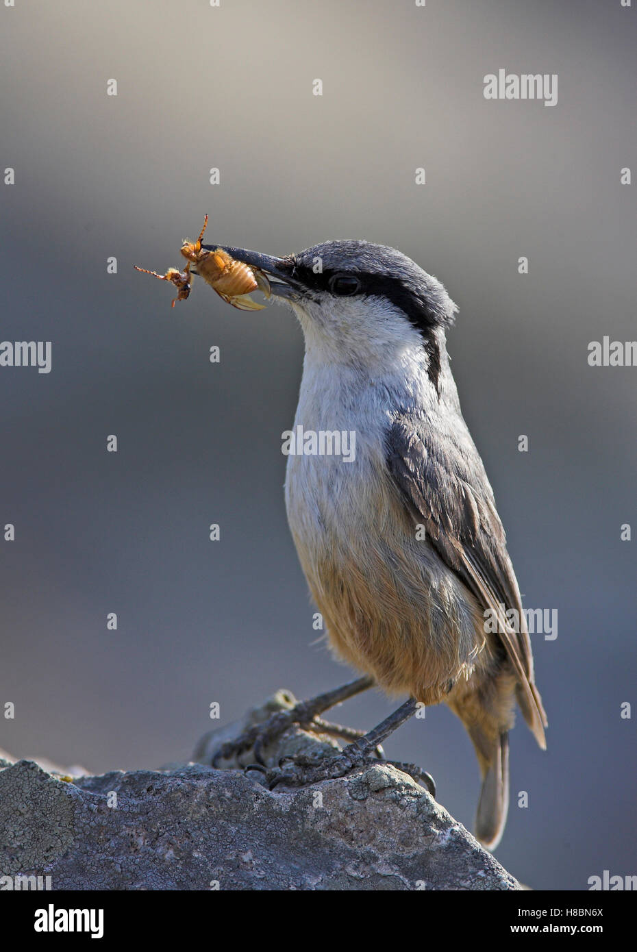Western Rock-Nuthatch (Sitta neumayer) with insect prey, Lesbos, Greece ...
