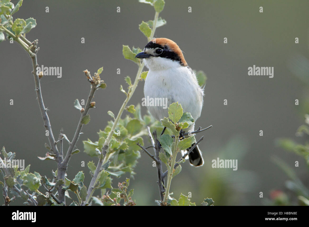 Woodchat Shrike (Lanius senator), Alentejo, Portugal Stock Photo - Alamy