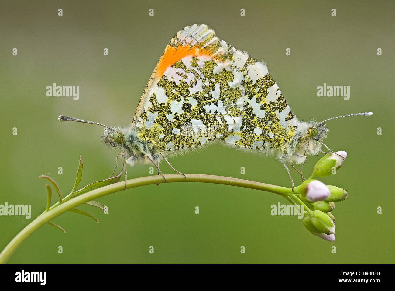 Orange Tip (Anthocharis cardamines) butterfly pair copulating on Cuckoo ...