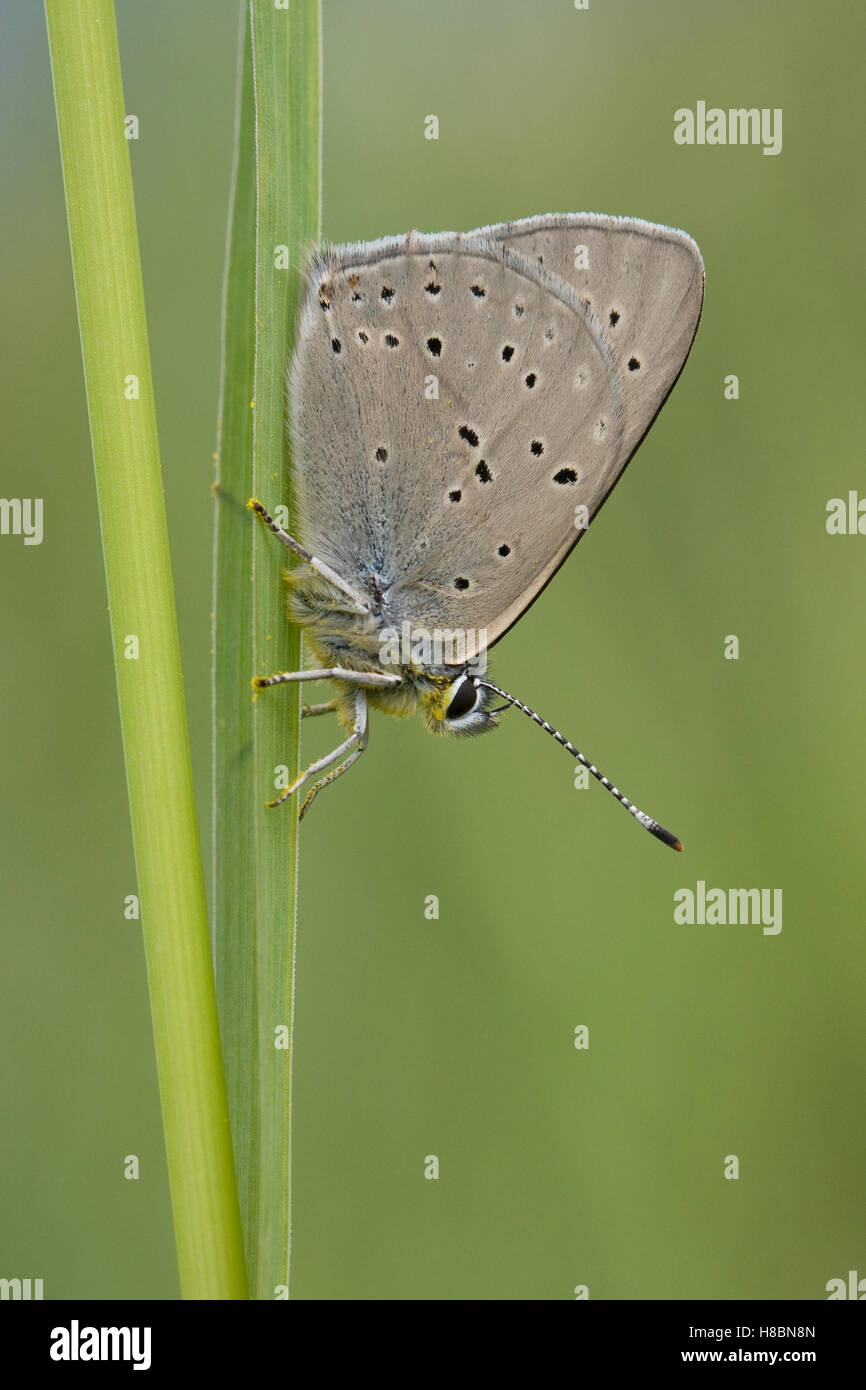 Purple-edged Copper (Lycaena hippothoe) butterfly, Belalp, Oberwallis ...