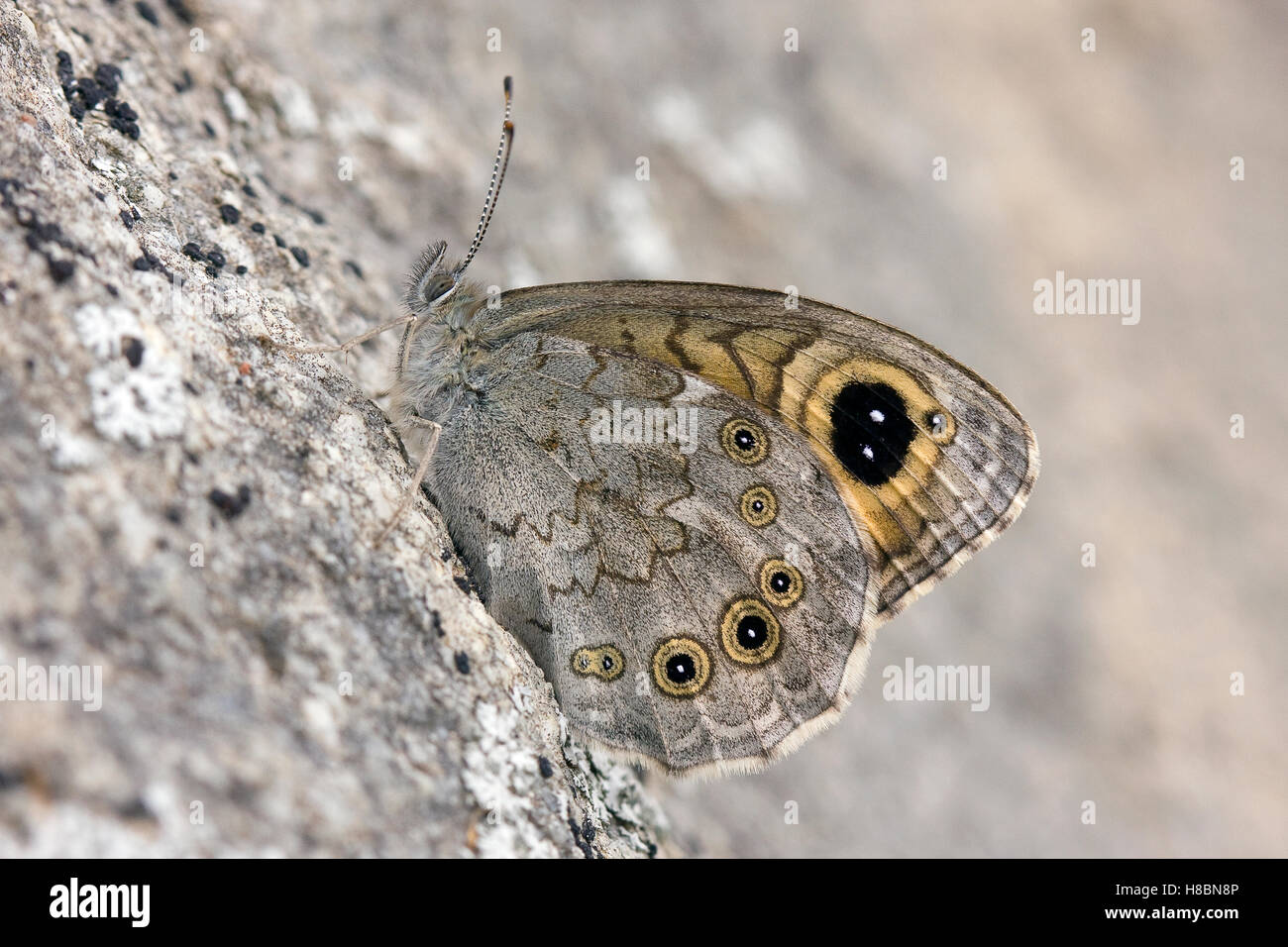 Large Wall Brown (Lasiommata maera) butterfly showing false eyespots on ...